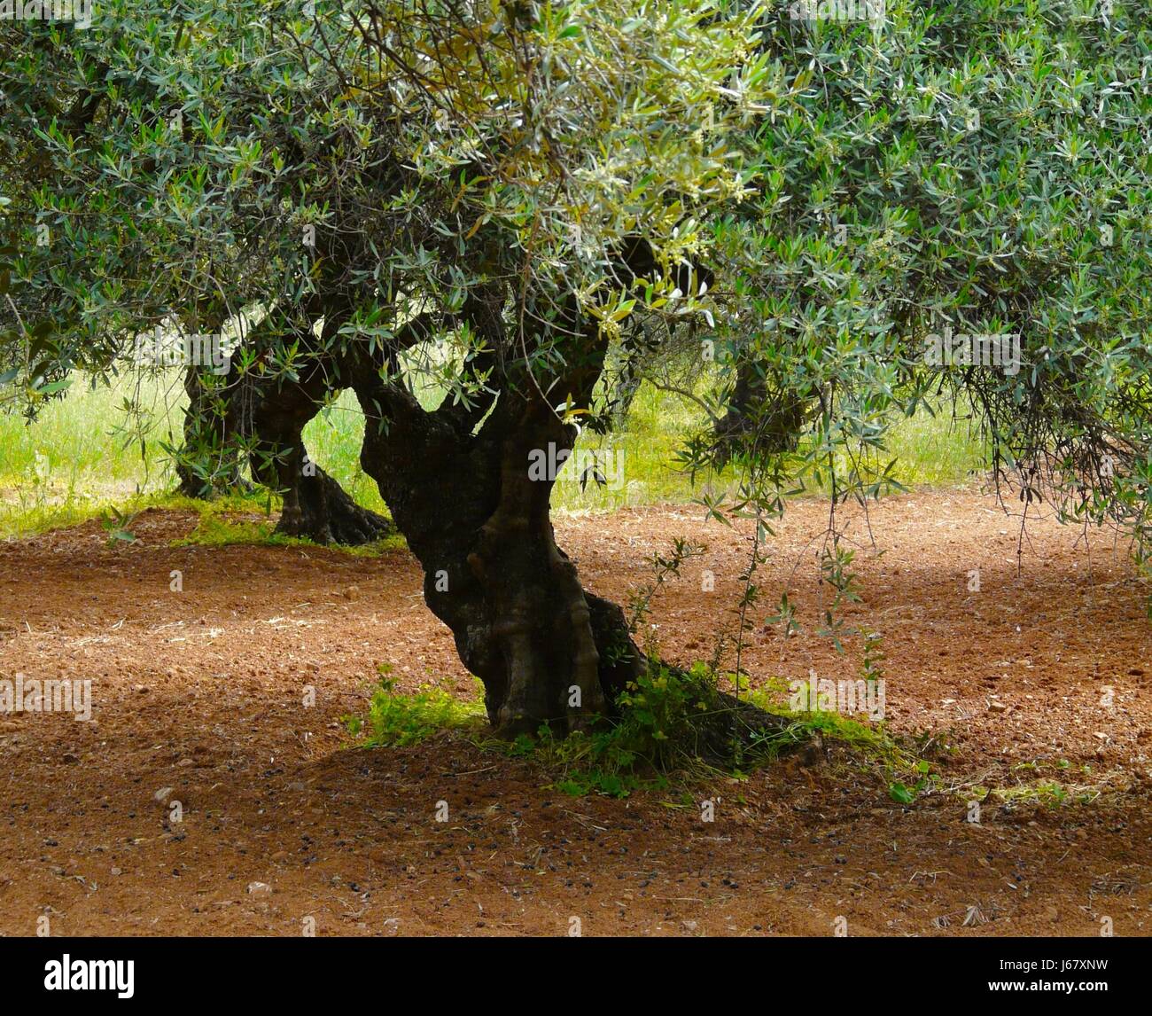Beneath the olive tree hi-res stock photography and images - Alamy