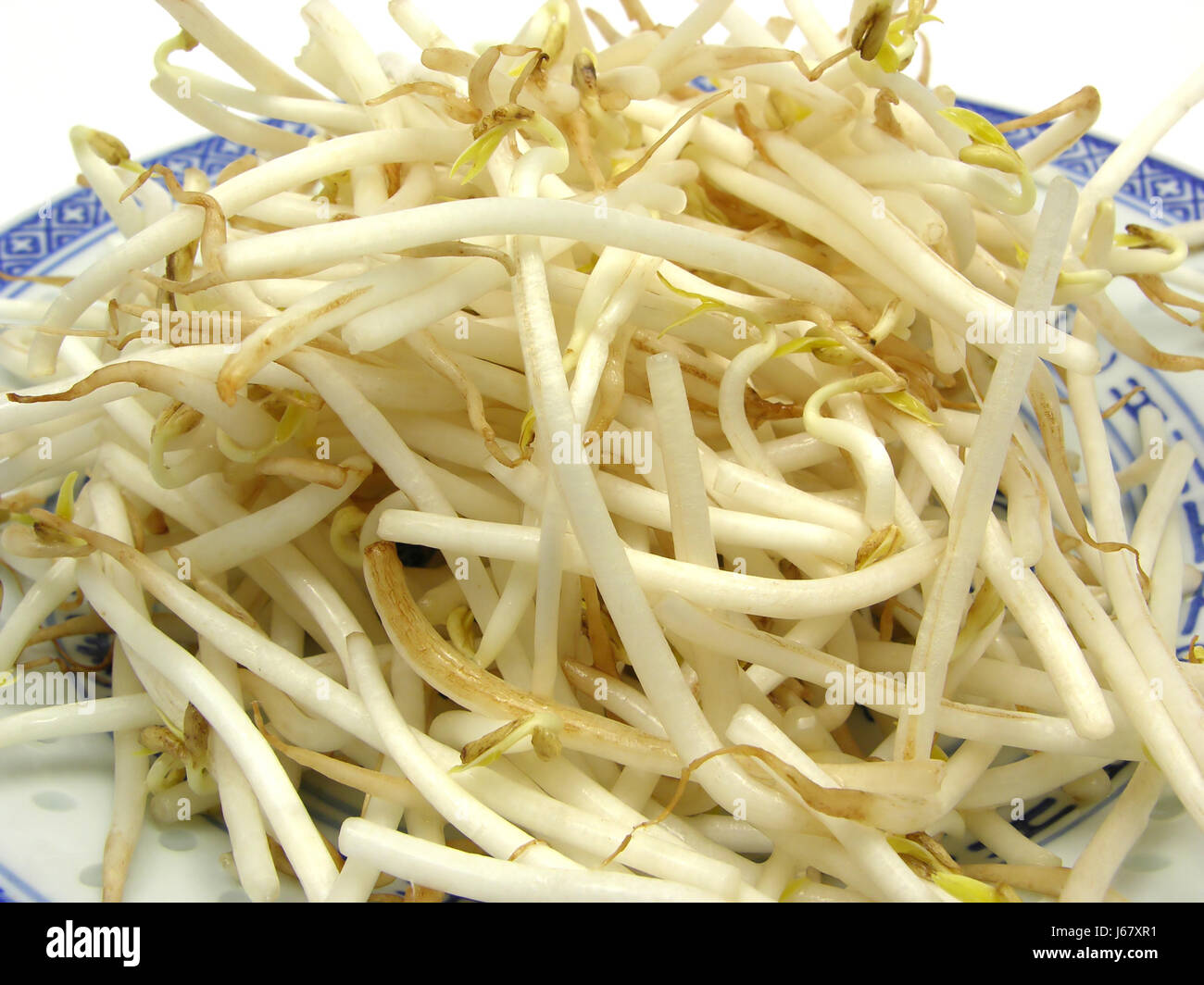 bean sprouts in closeup on plate Stock Photo - Alamy