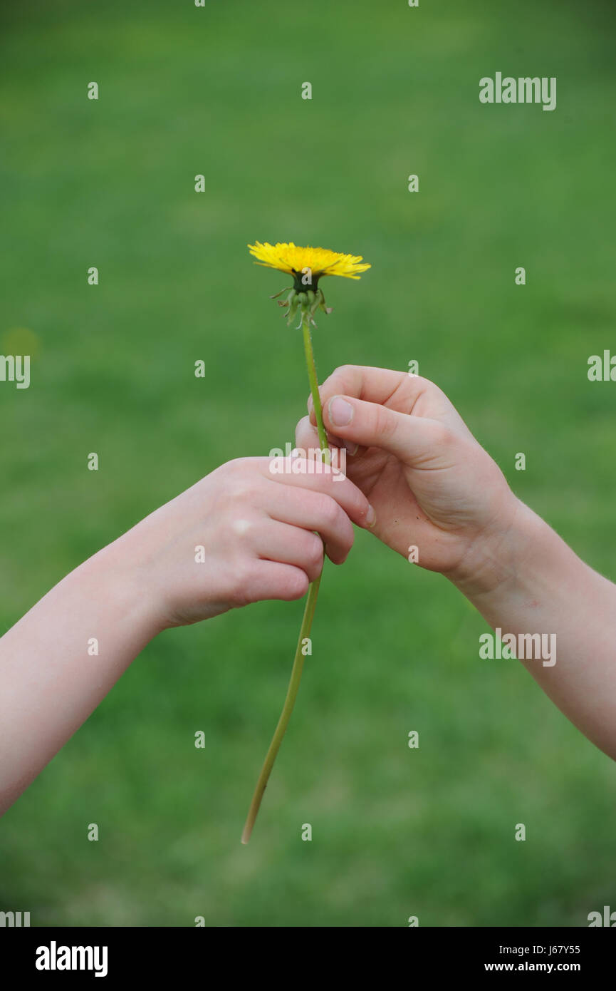 hand hands friendship flower plant taking receiving giving woman women ...