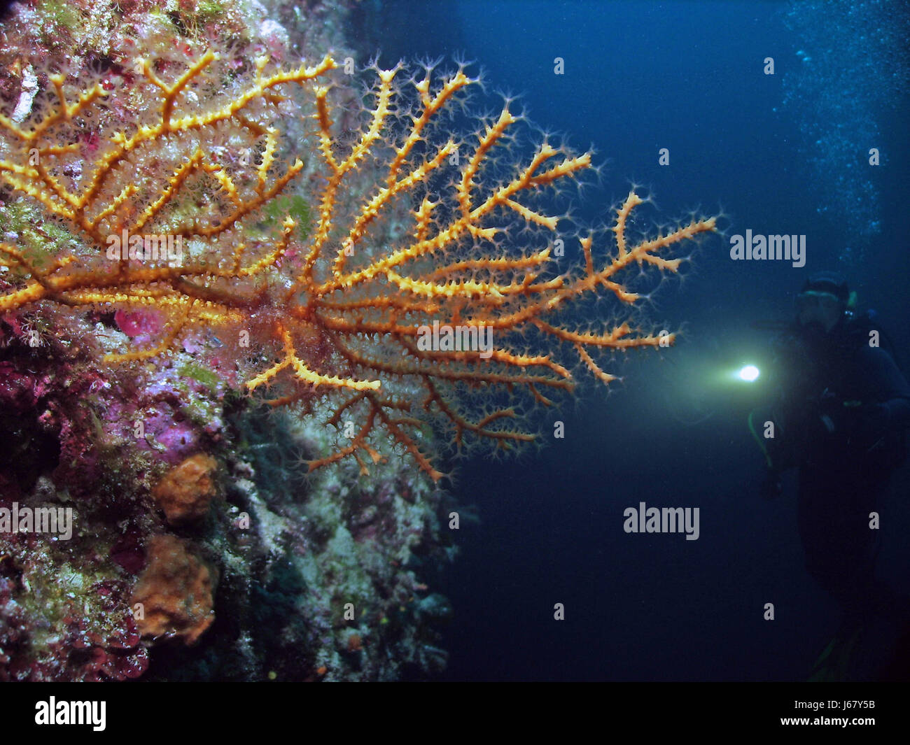 gorgonian in light Stock Photo - Alamy