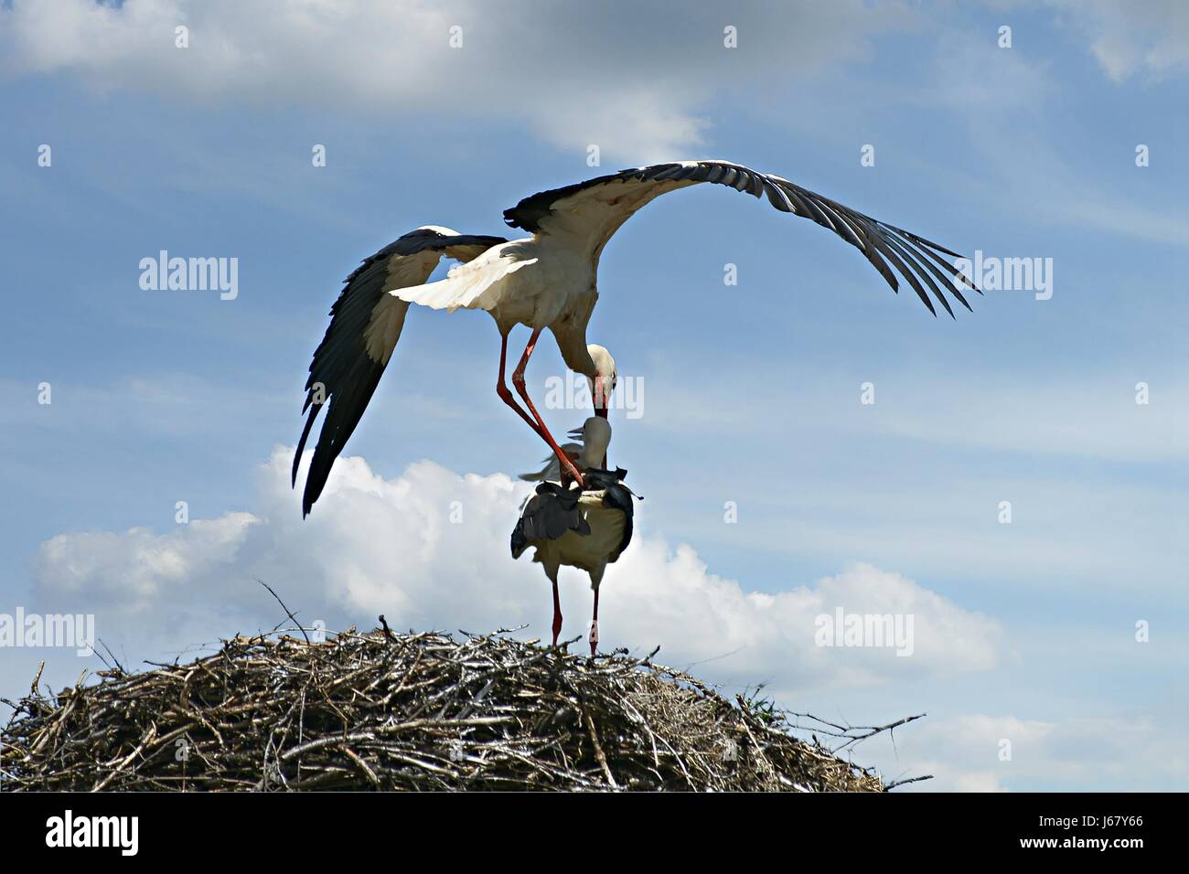 Pairing birds hi-res stock photography and images - Alamy