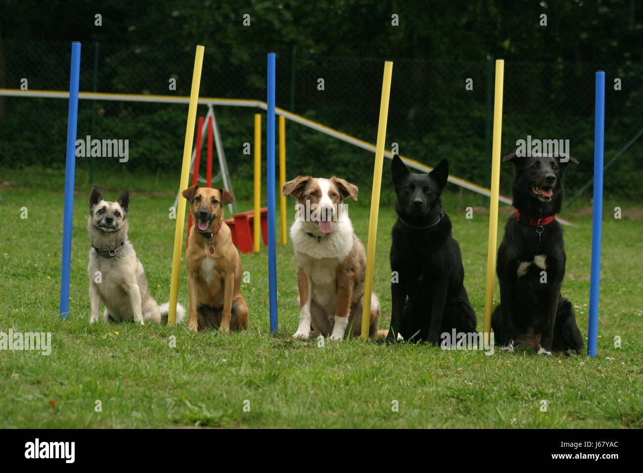 agility - dogs Stock Photo - Alamy