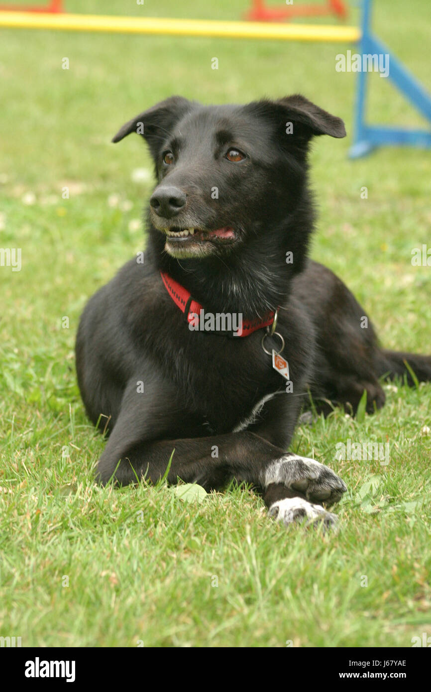 Black labrador retriever agility hi-res stock photography and images ...