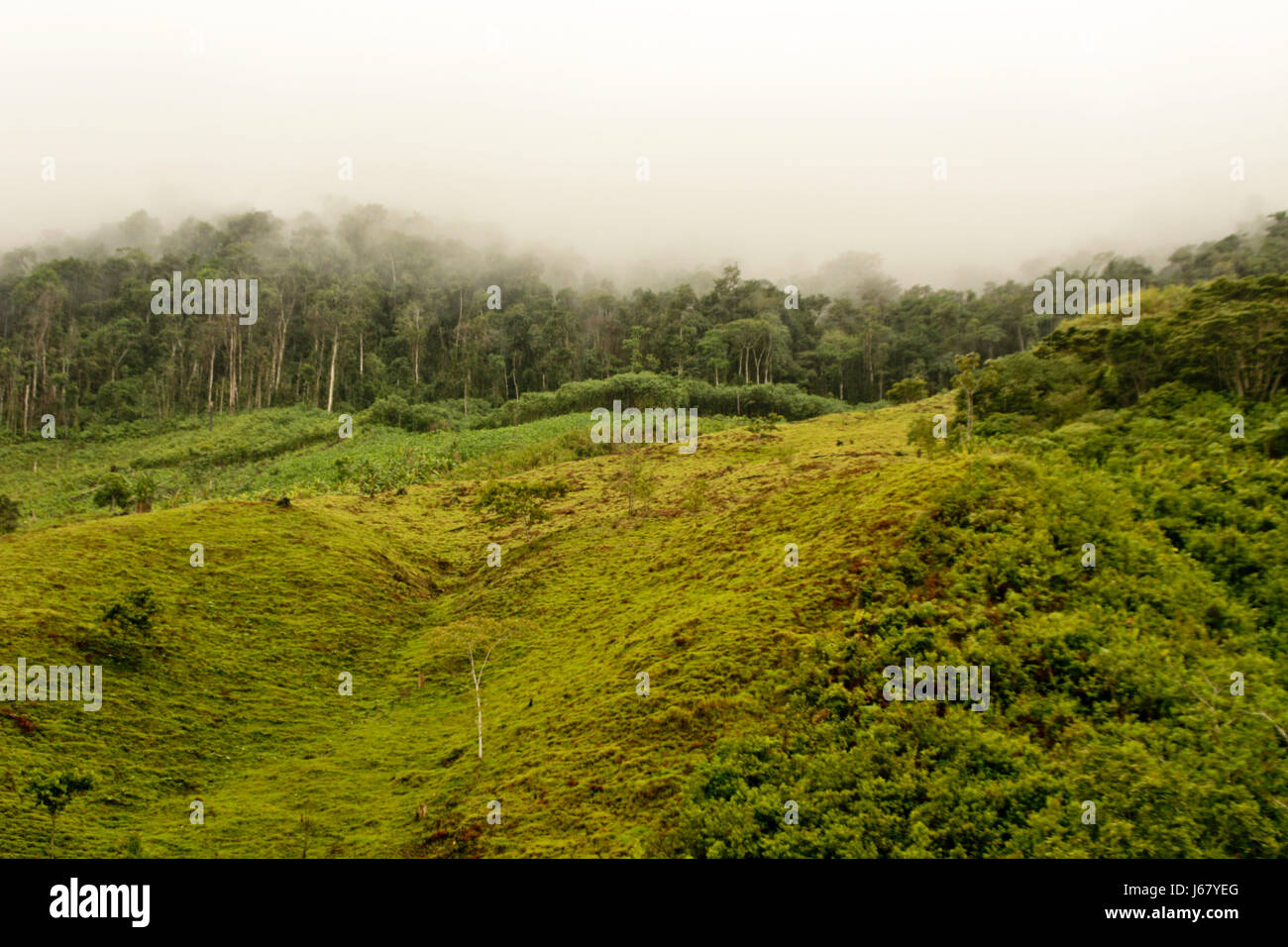 Panama deforestation jungle rain forest hi-res stock photography and ...
