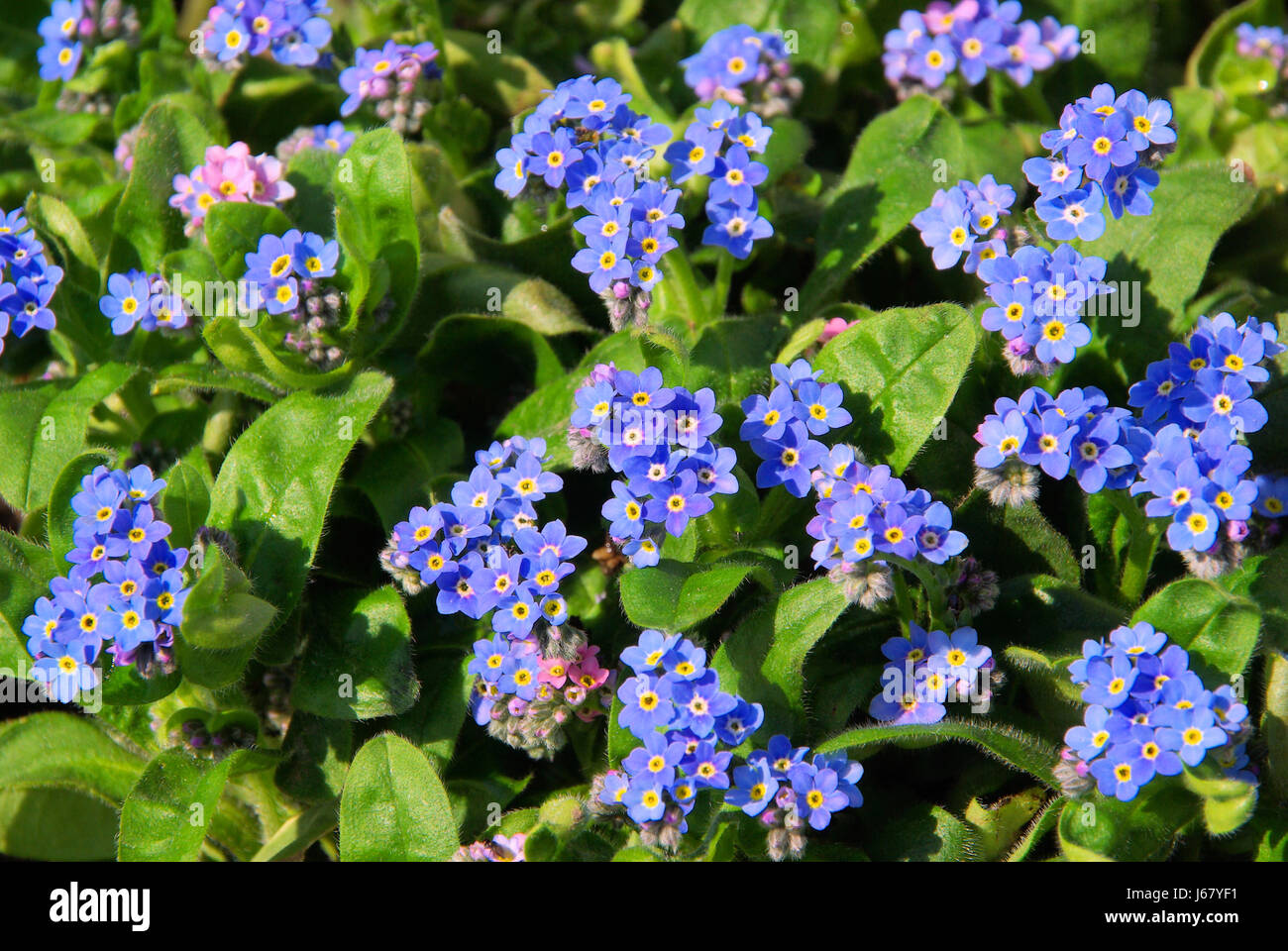 Little primrose hi-res stock photography and images - Alamy