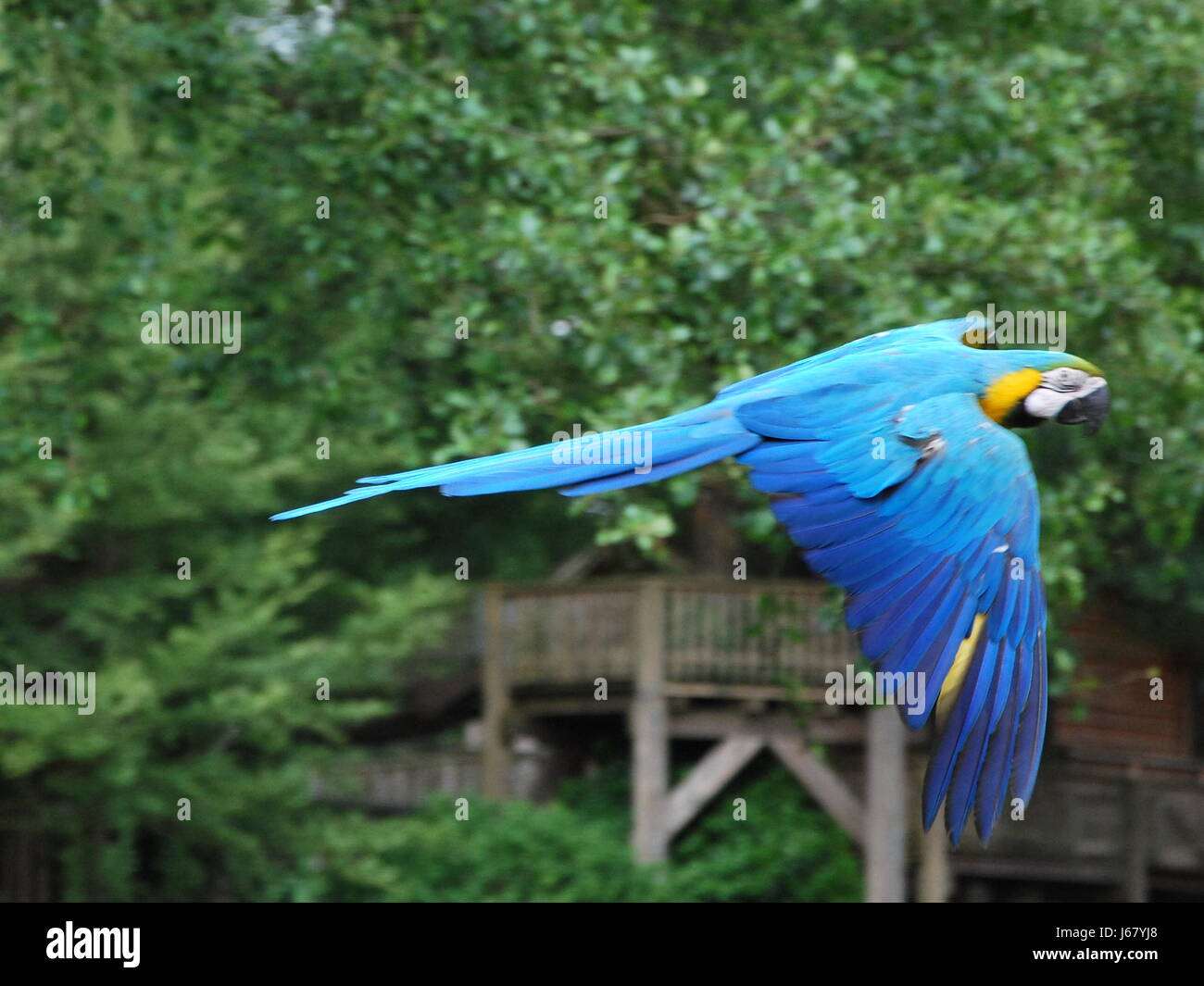 macaw in flight Stock Photo - Alamy