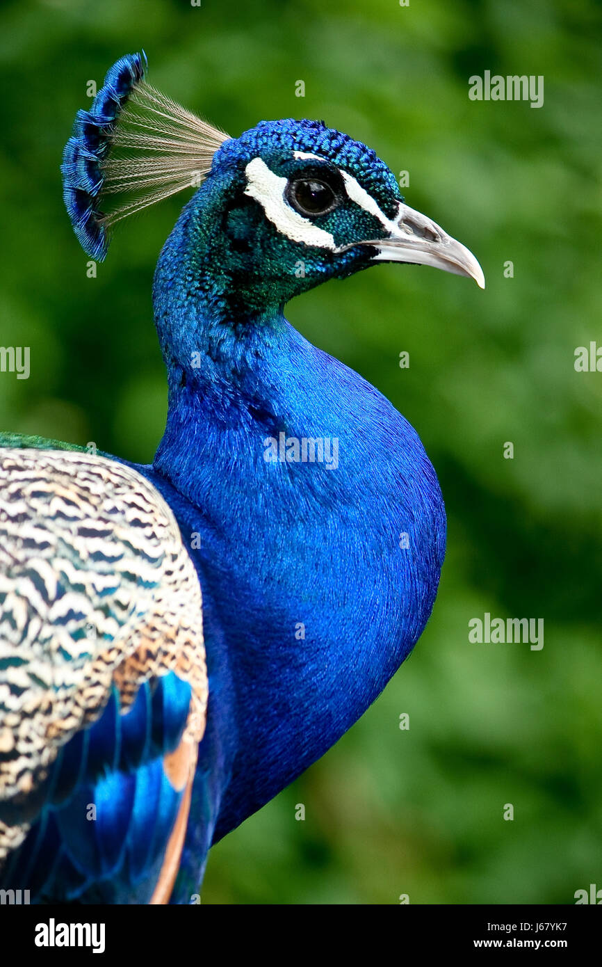 Peacock profile hi-res stock photography and images - Alamy
