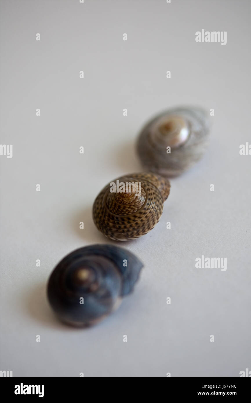 The three shells hi-res stock photography and images - Alamy