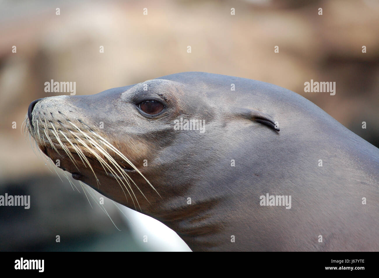 seal the sides Stock Photo - Alamy