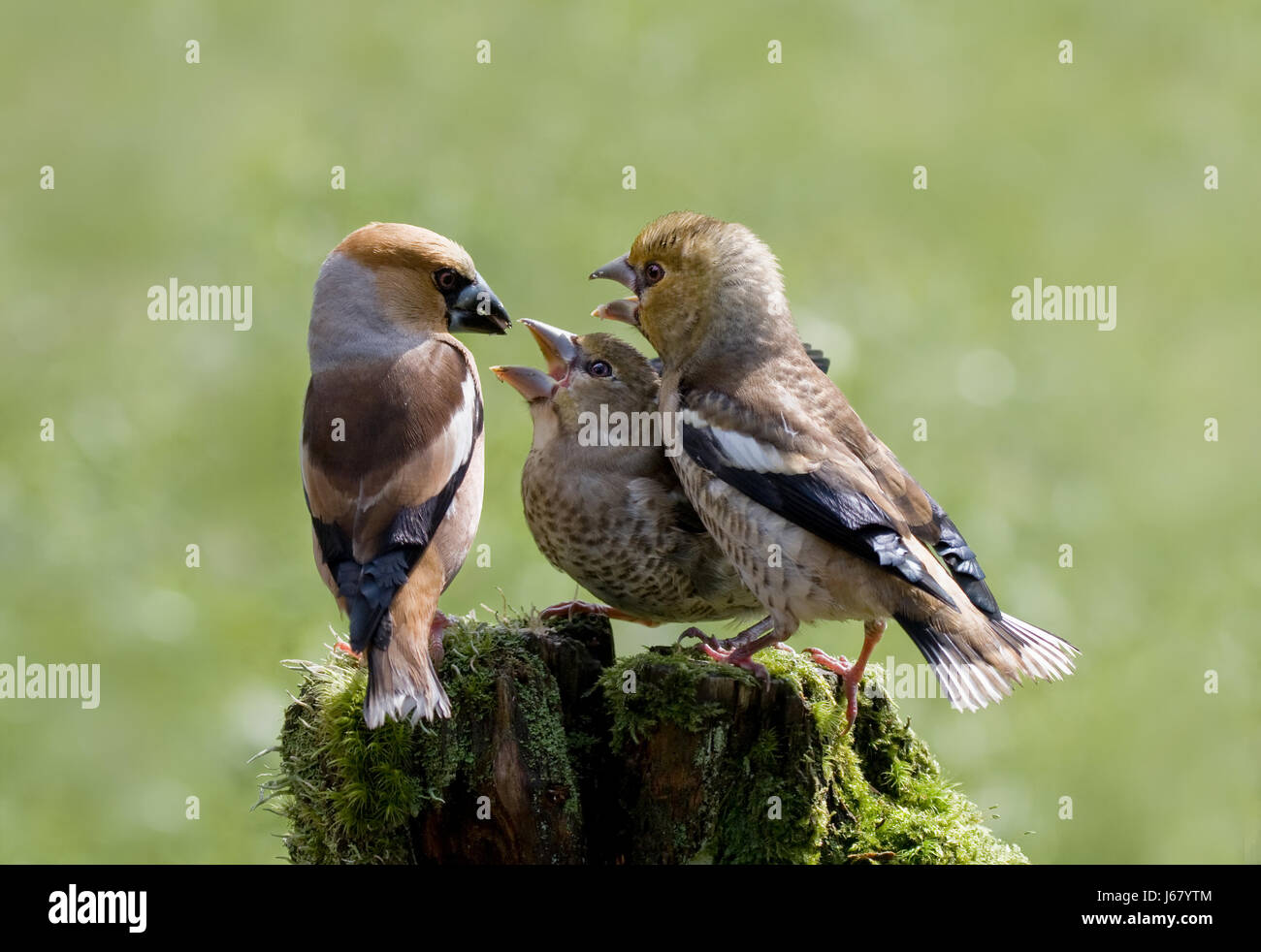 Family hawfinch hi-res stock photography and images - Alamy