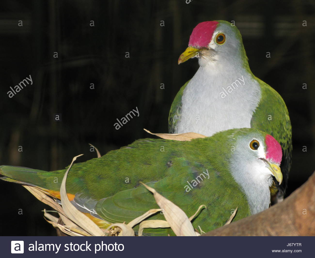 Fruchttaube Stock Photos & Fruchttaube Stock Images - Alamy