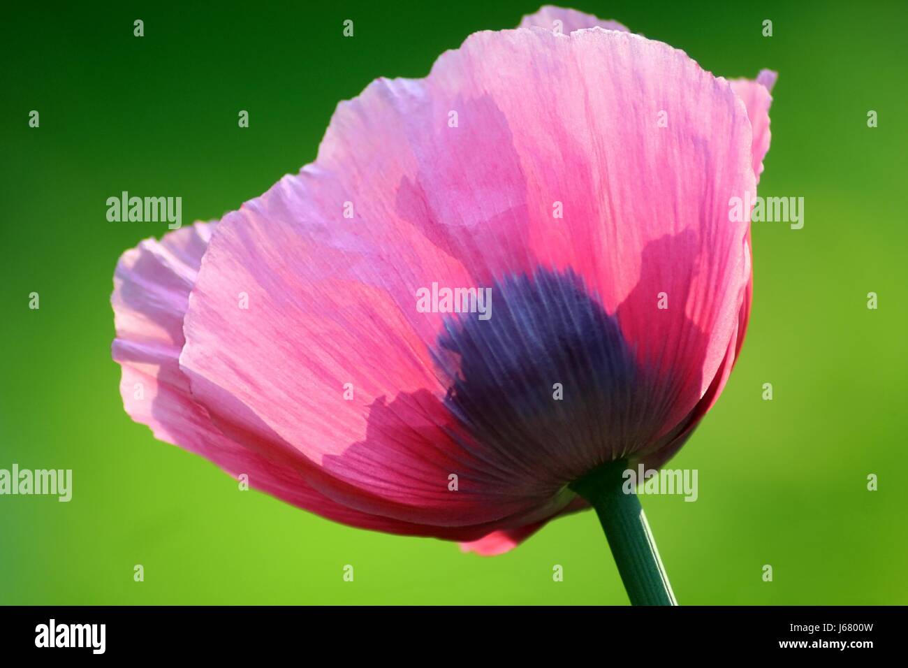 pink poppy ii Stock Photo - Alamy