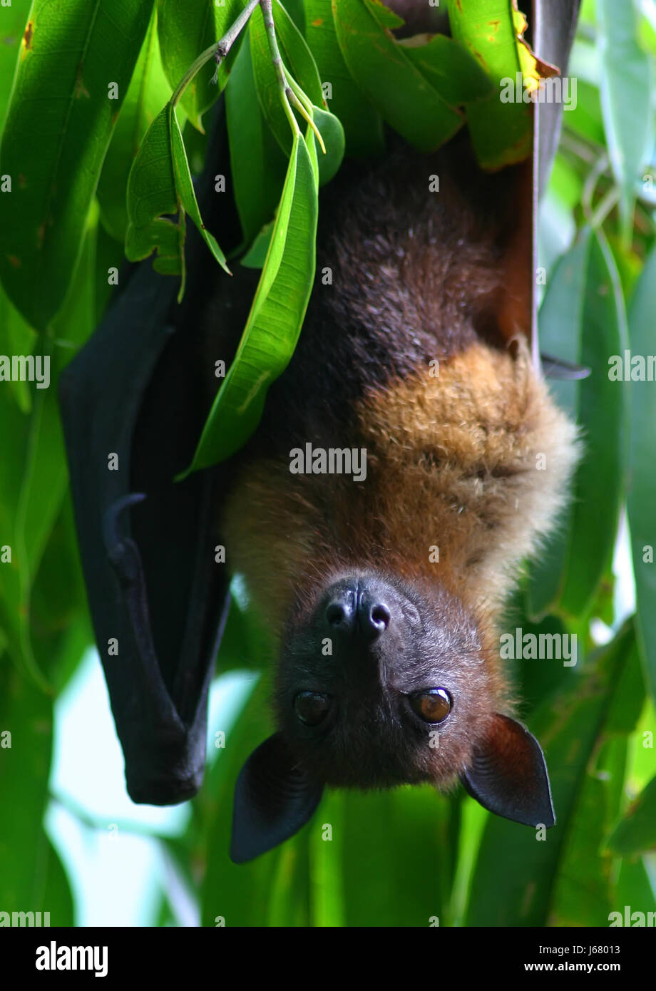 relaxation flight animal mammal night nighttime wild skin eyes sleep ...