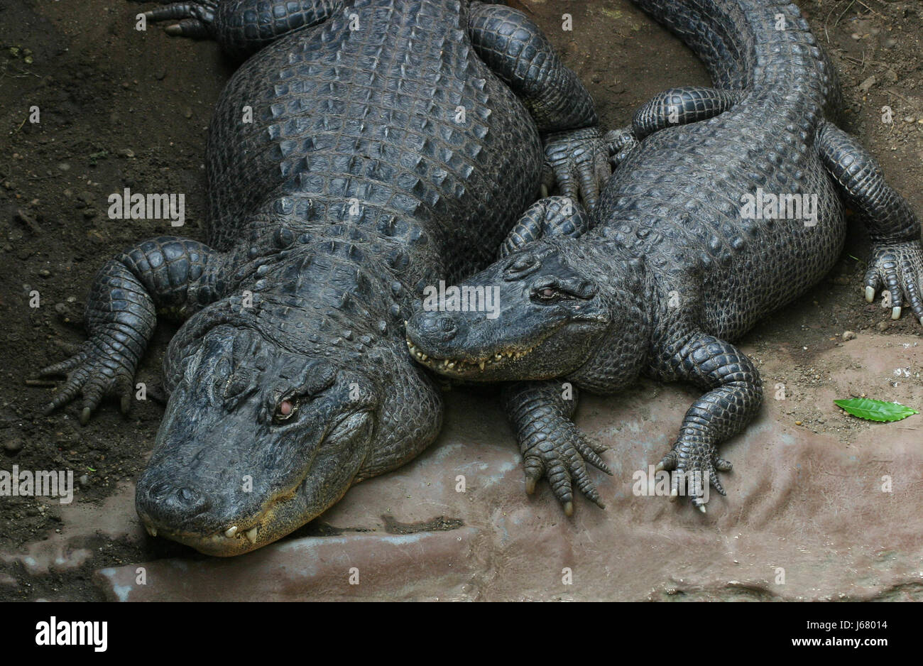 Two Headed Crocodile