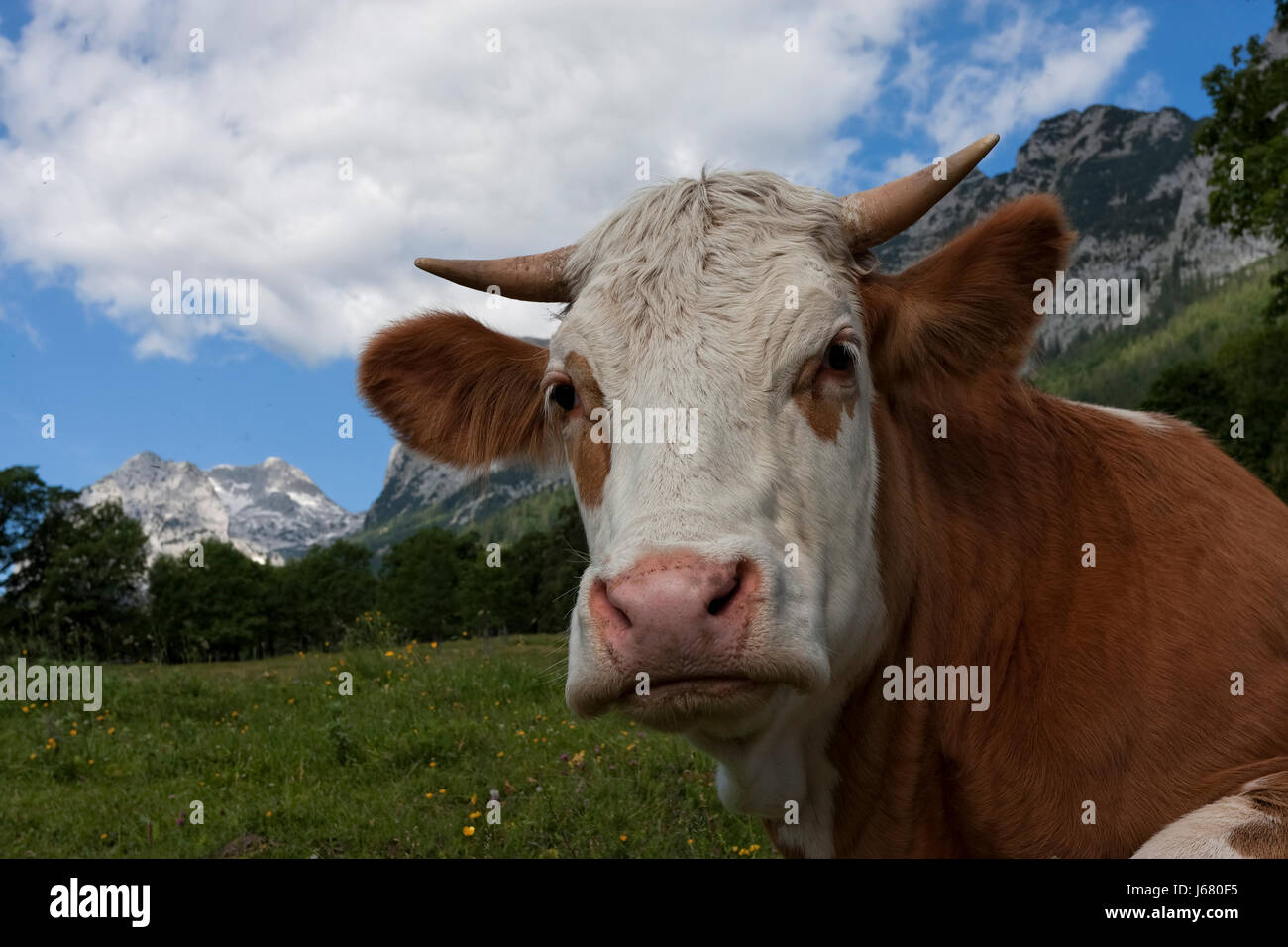 on the alm Stock Photo - Alamy