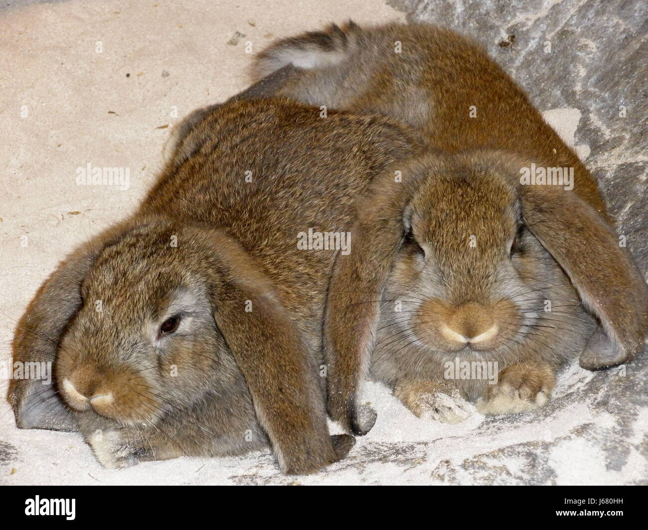 Hasen hi-res stock photography and images - Alamy