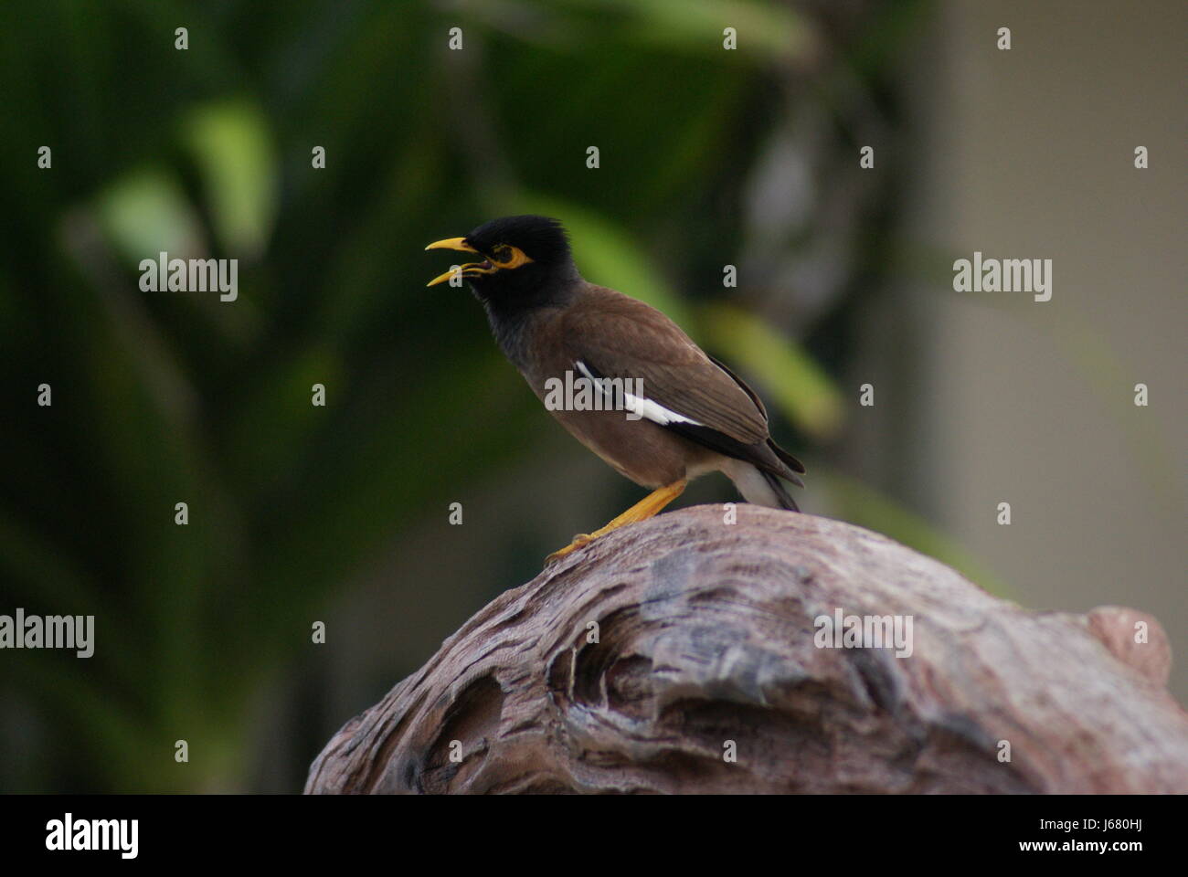 Beo bird hi-res stock photography and images - Alamy