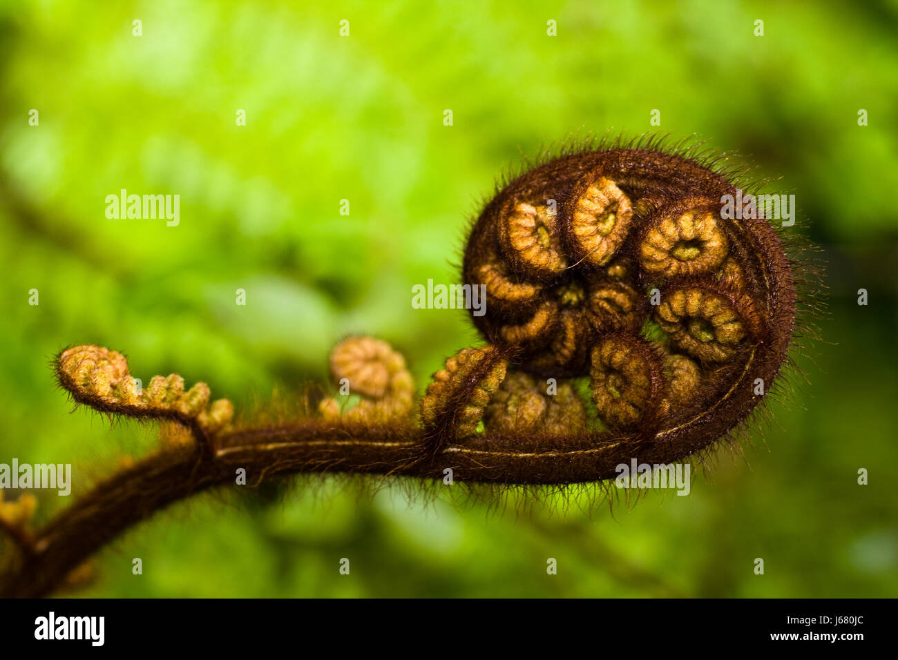 leaf spring bouncing bounces hop skipping frisks jumping jump fern coil ...