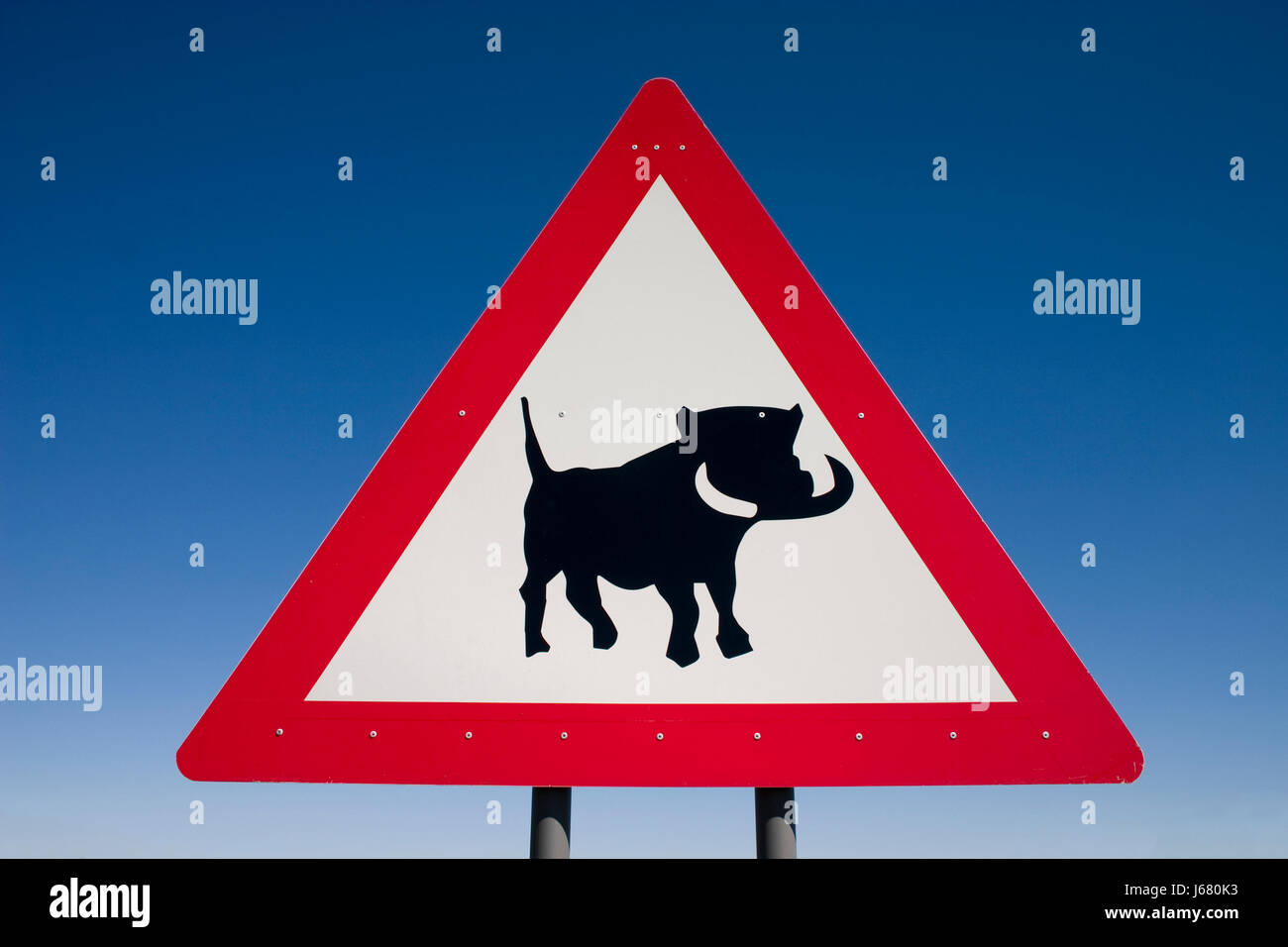 danger animal africa namibia warthog sign signal blue danger travel ...