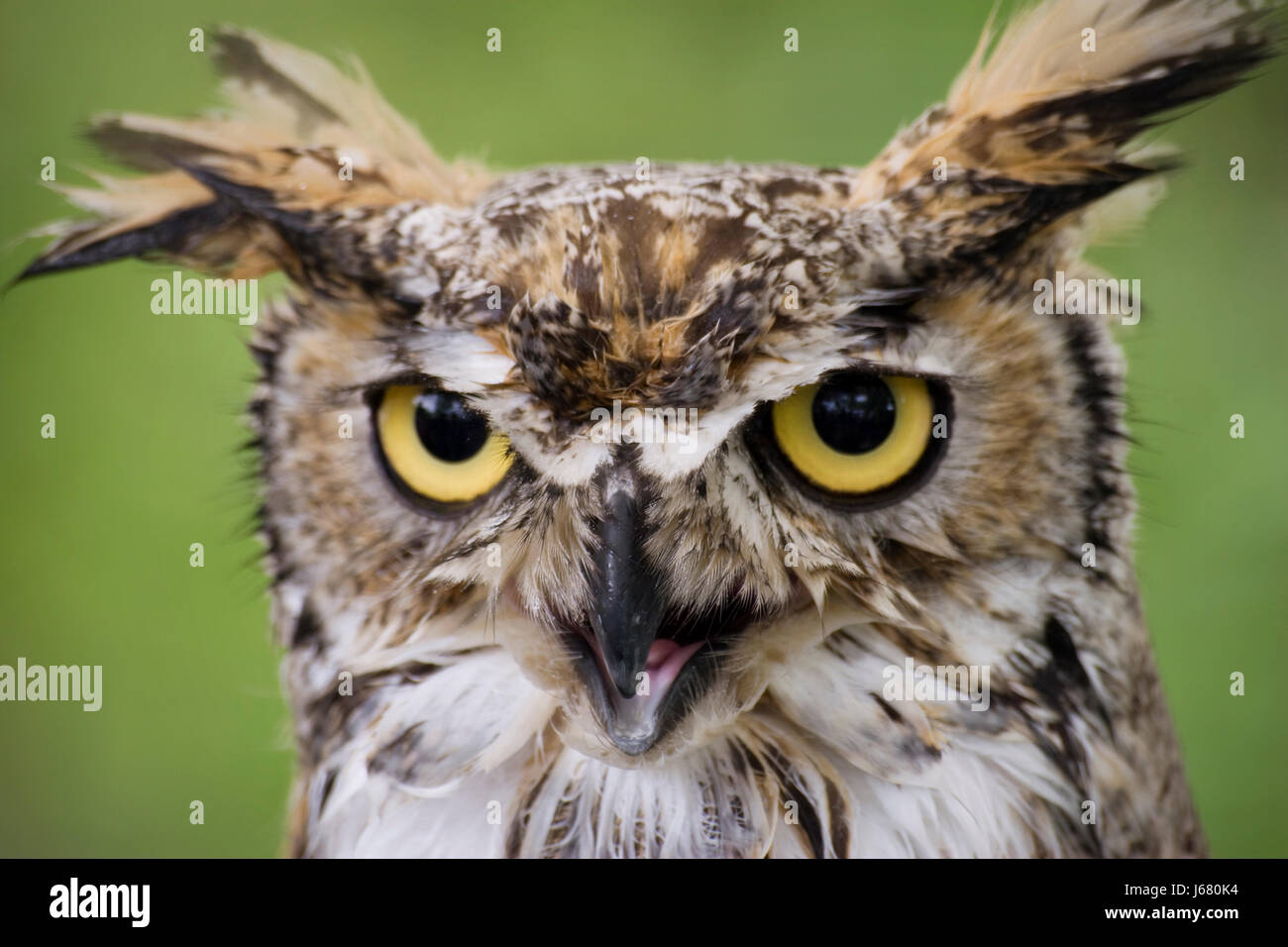 closeup wild birds feathers wise attentive alert friendly teachably ...