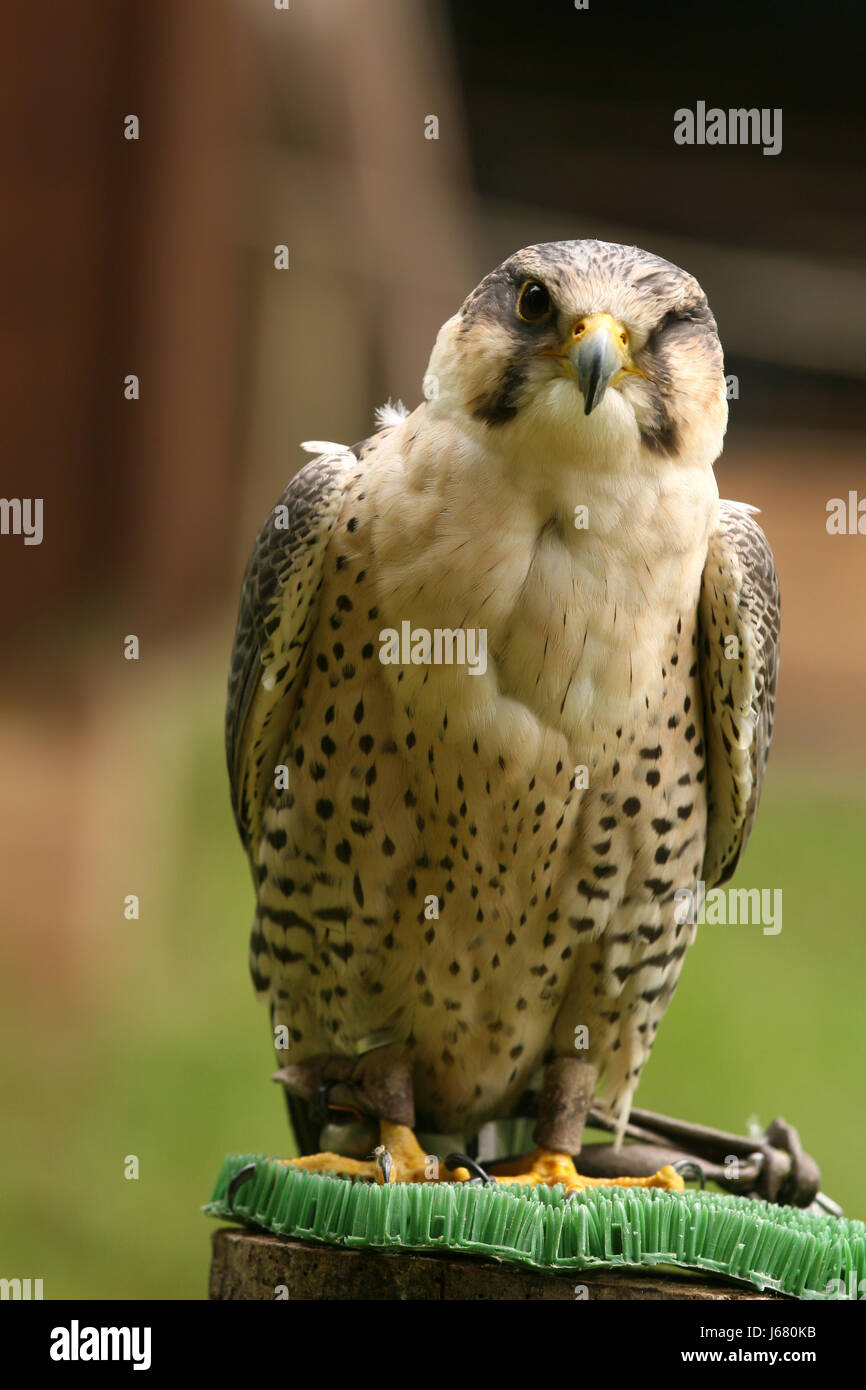 bird zoo falcon animal bird wild hunter eye organ zoo falcon raptor ...