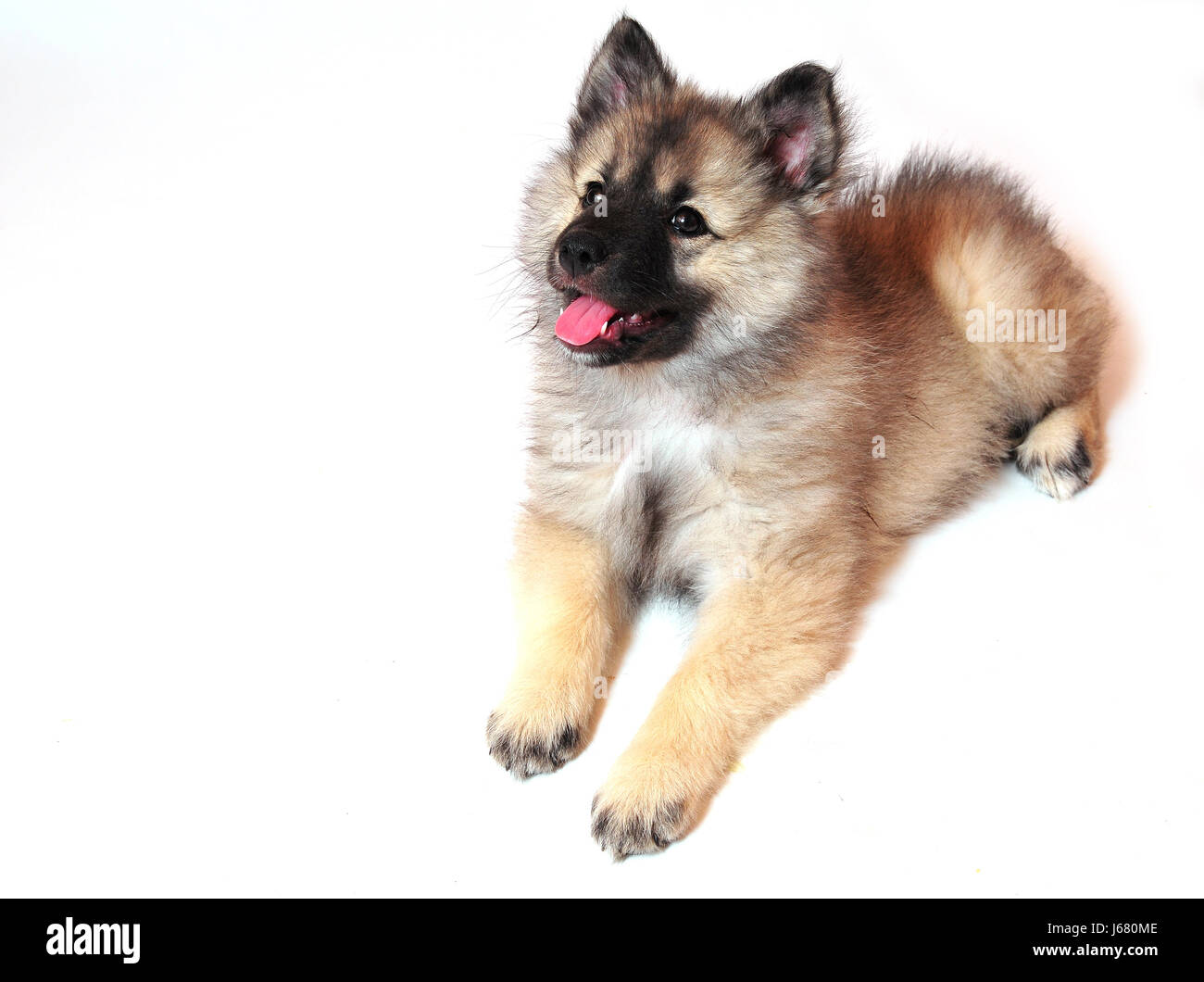 wolf spitz puppy Stock Photo - Alamy