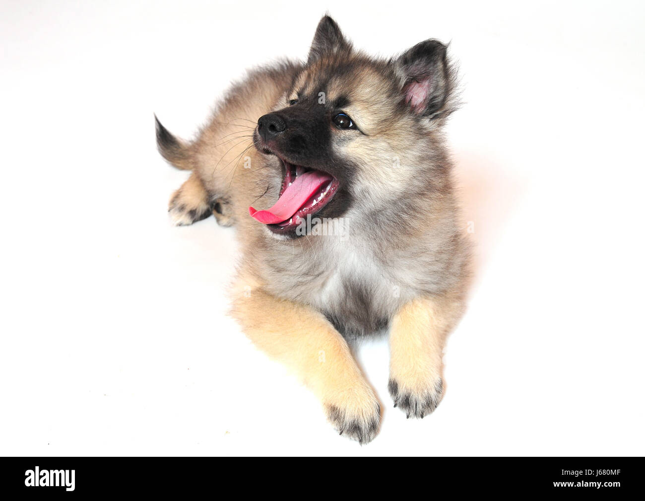 Pointed nose dog hi-res stock photography and images - Alamy