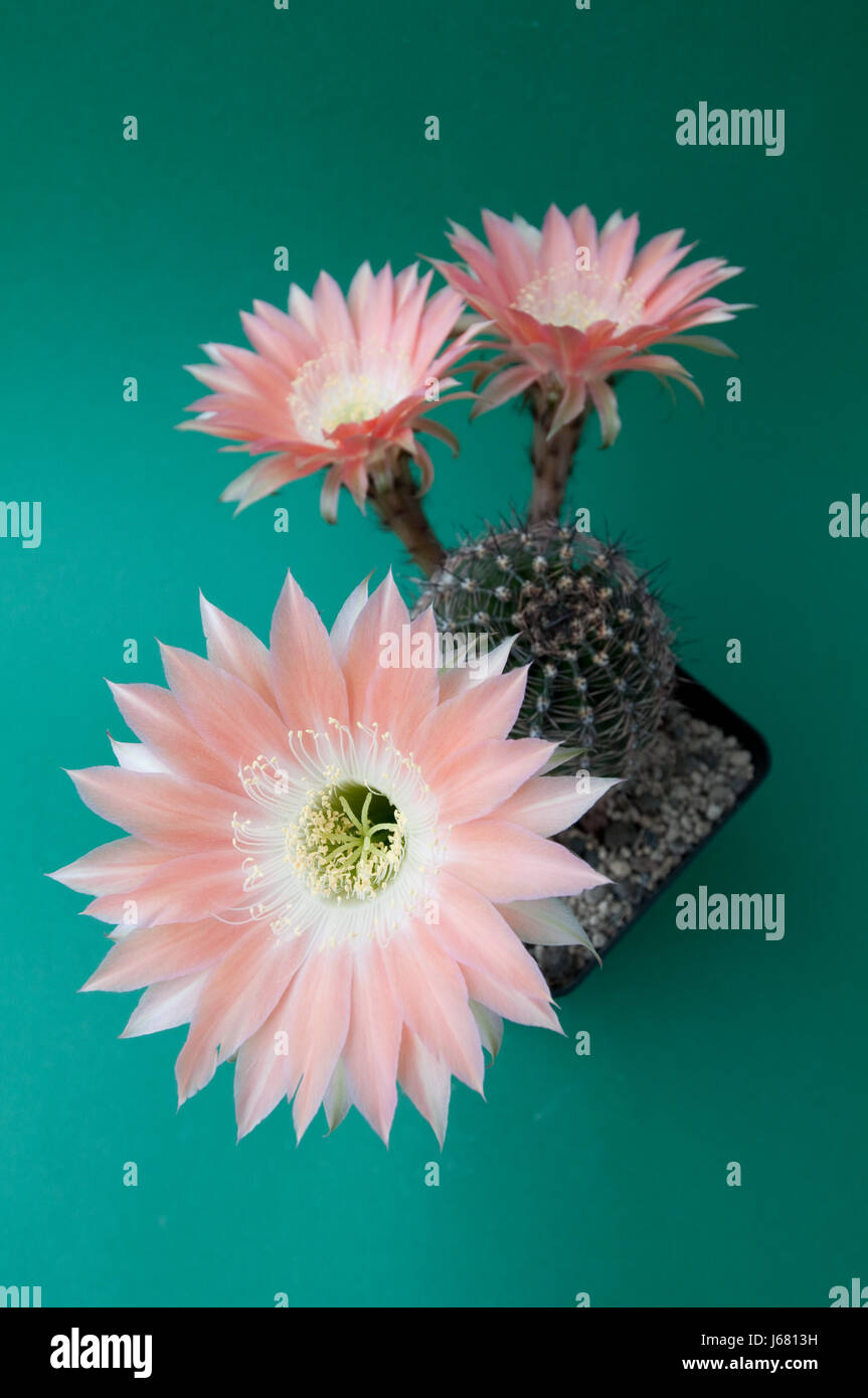 pink flower of a cactus Stock Photo - Alamy