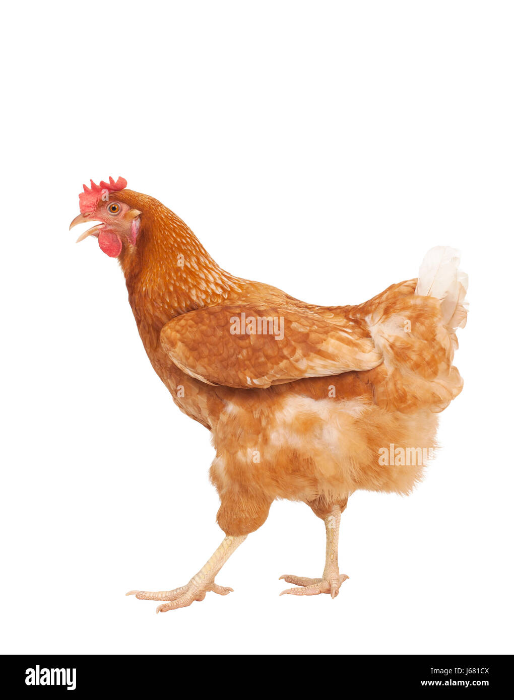 full body of brown chicken hen standing isolated white background use ...