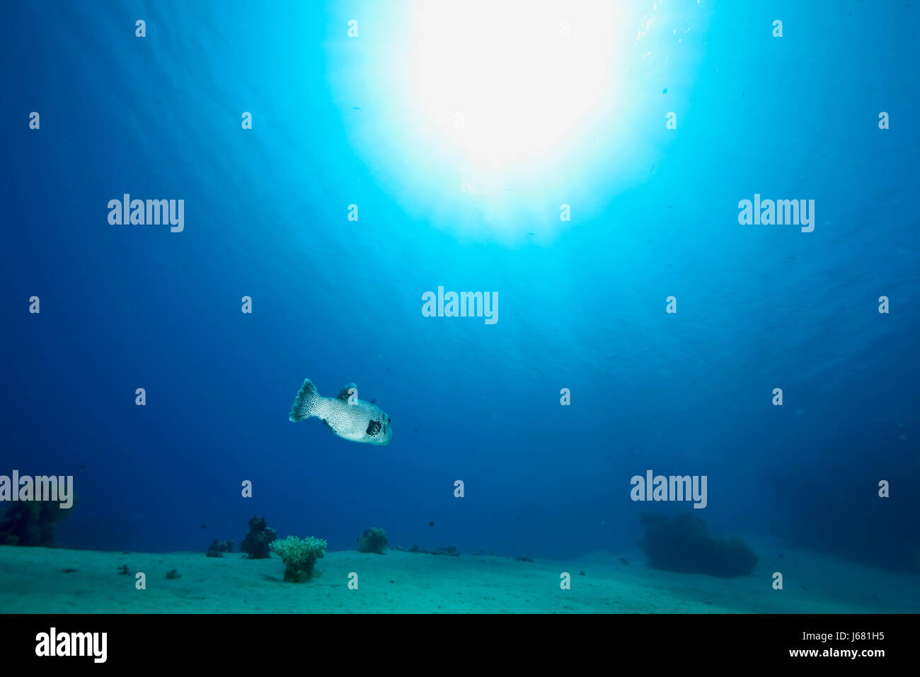 blue animal fish sunlight freshness underwater ray wet sunbeam sunshine ...