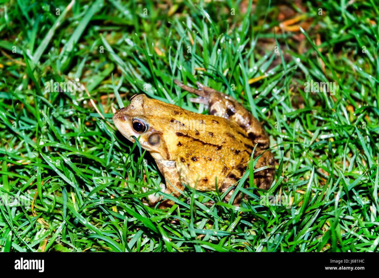 Common frog from above on a grass lawn in an urban back garden, London ...