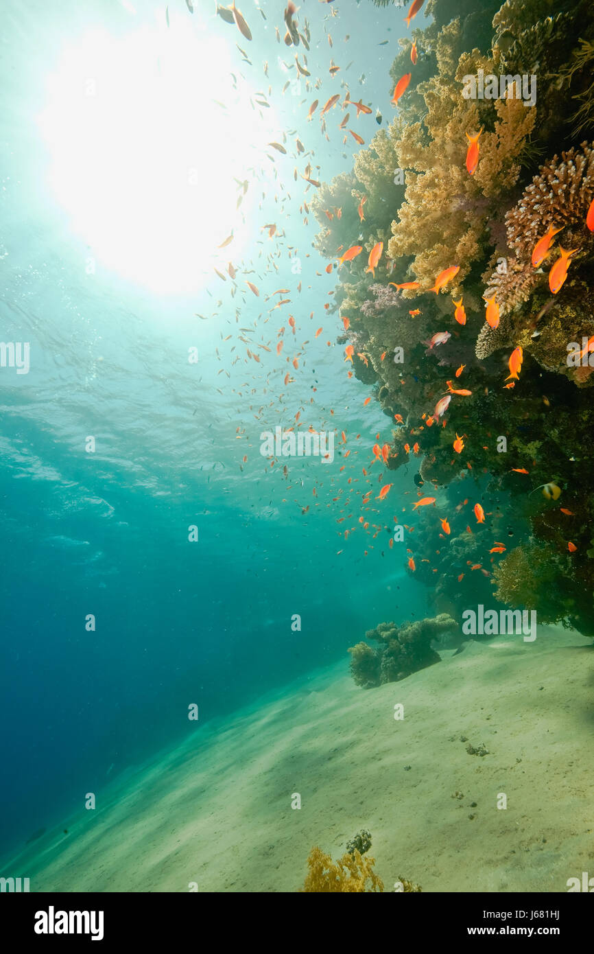 blue animal fish sunlight freshness underwater ray wet sunbeam sunshine ...