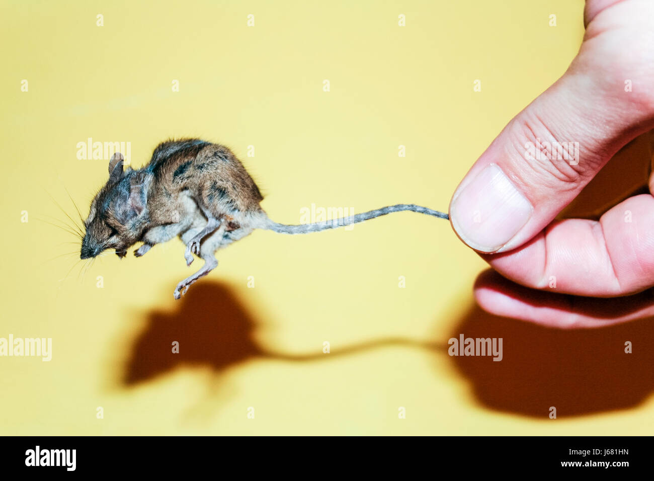 A dead mummified mouse being held by the tail between finger and thumb ...