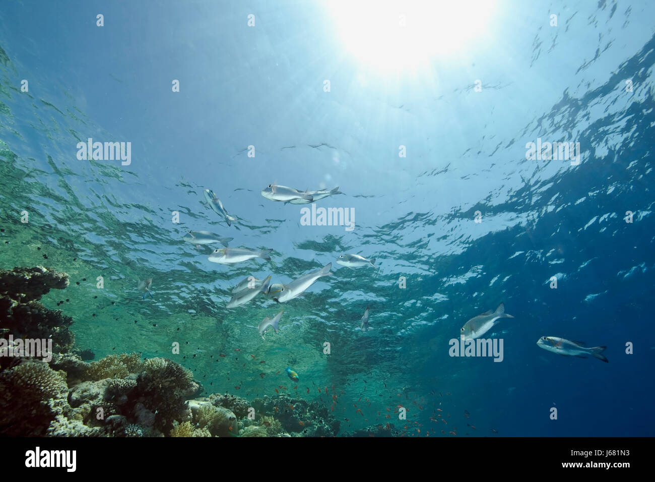 blue animal fish sunlight freshness underwater ray wet sunbeam sunshine ...