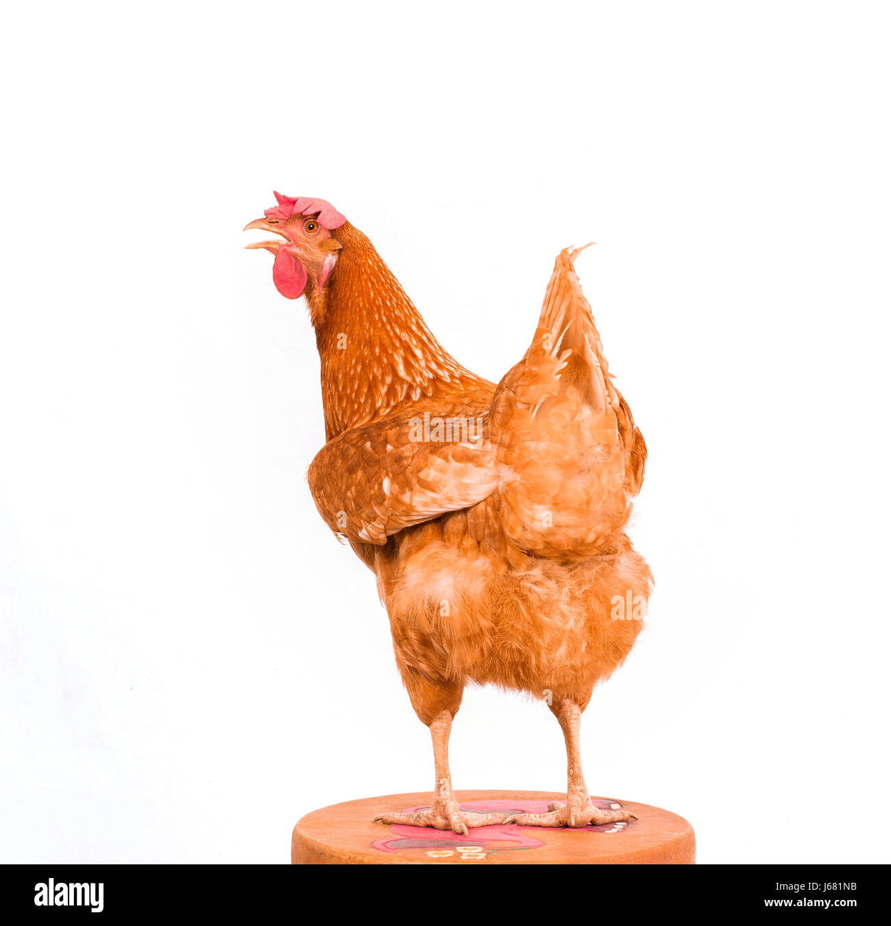 rear view of brown chicken standing on wood path isolate white ...