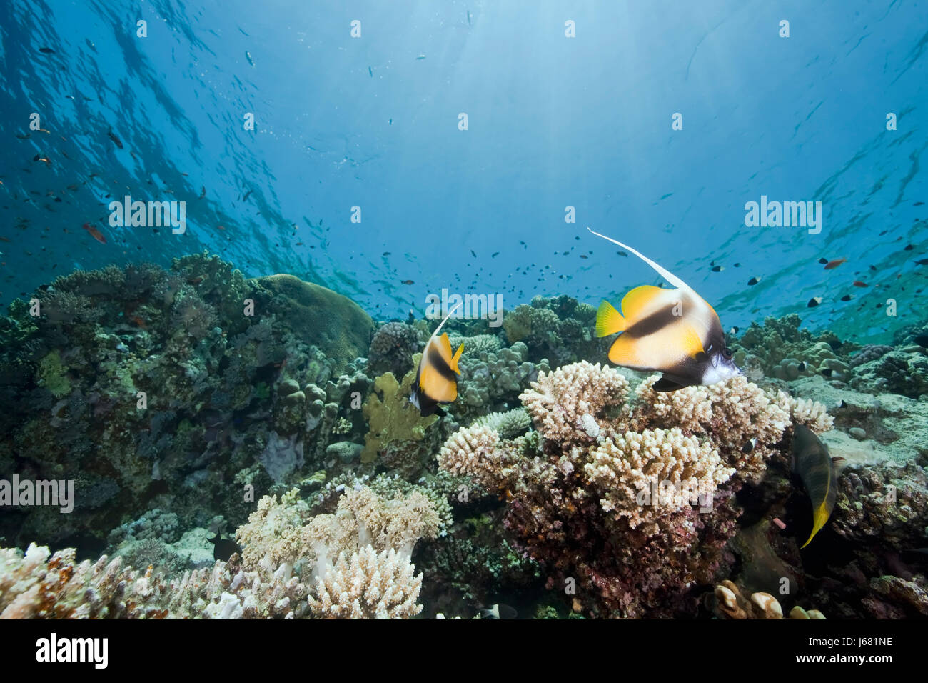 blue animal fish sunlight freshness underwater ray wet sunbeam sunshine ...