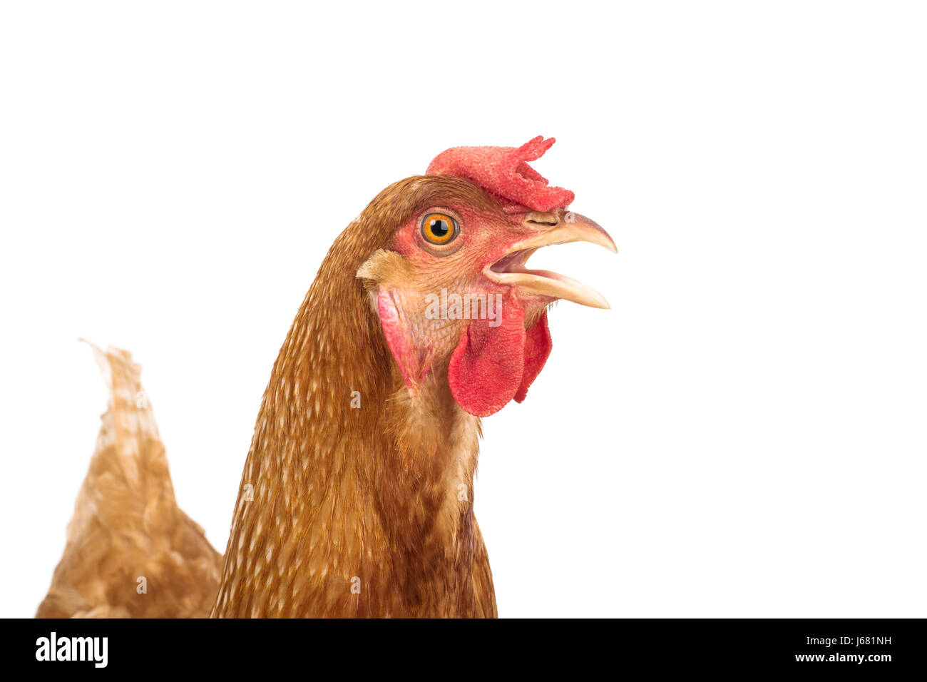 close up head of chicken hen isolate white background Stock Photo - Alamy