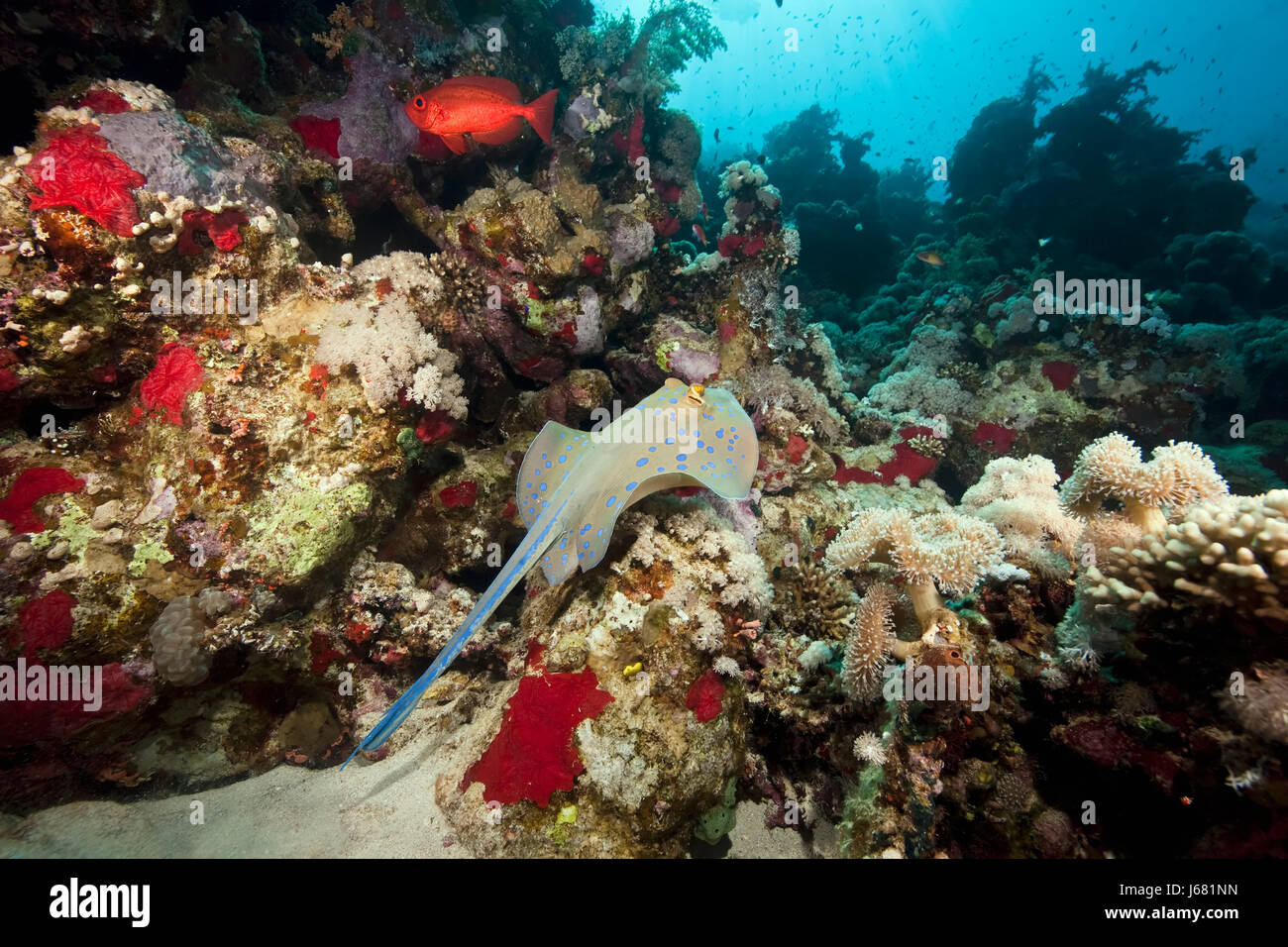 blue animal fish sunlight underwater ray exotic wet sunbeam sunshine ...