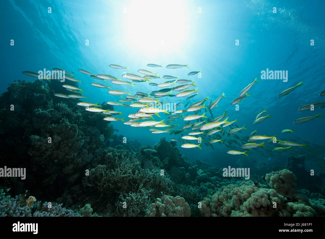 blue animal fish sunlight underwater ray exotic wet sunbeam sunshine ...