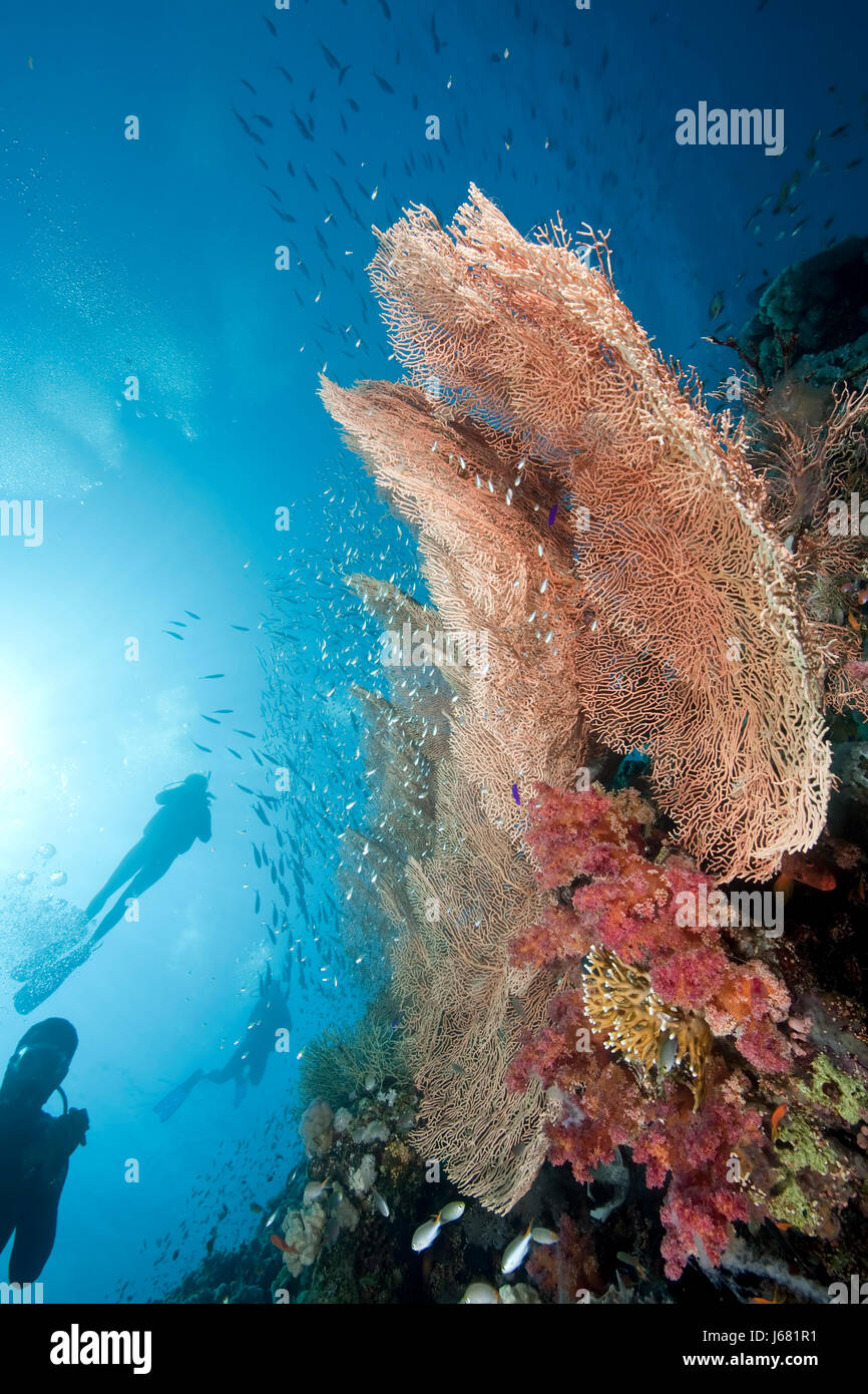 blue animal fish sunlight underwater ray exotic wet sunbeam sunshine ...