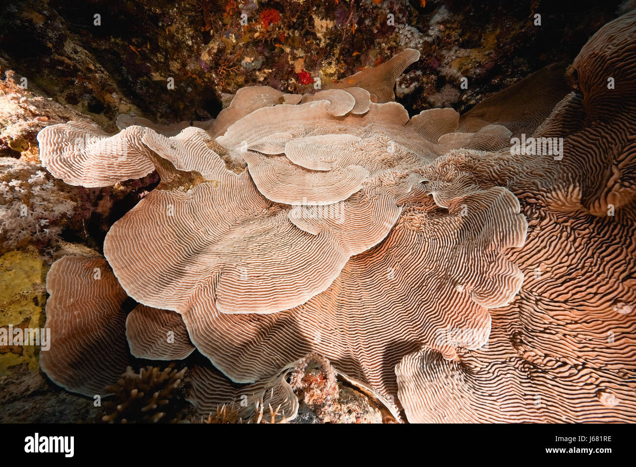 blue animal underwater exotic wet tropical navy marine ripple diving ...