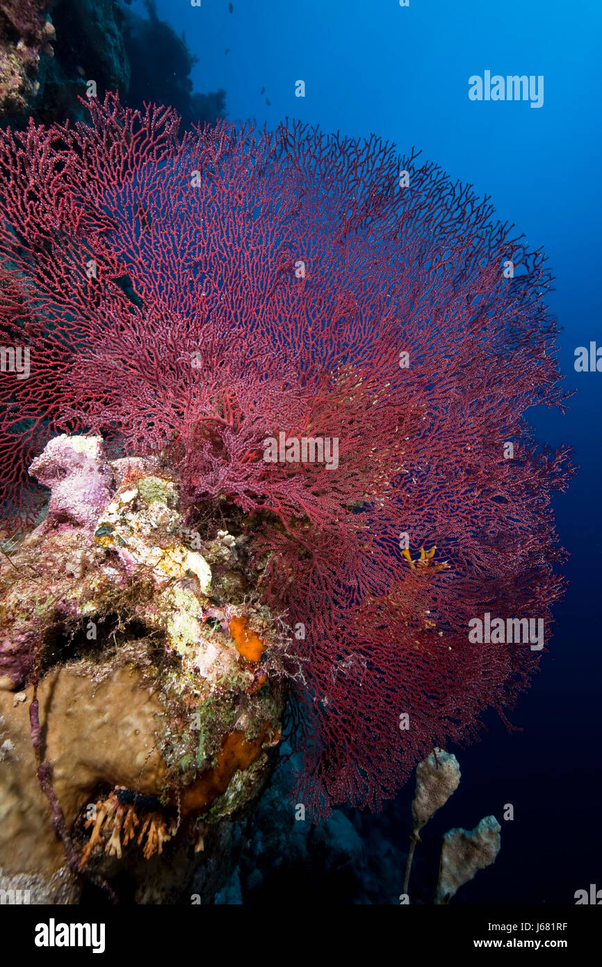 blue animal fish underwater exotic wet tropical navy marine ripple ...