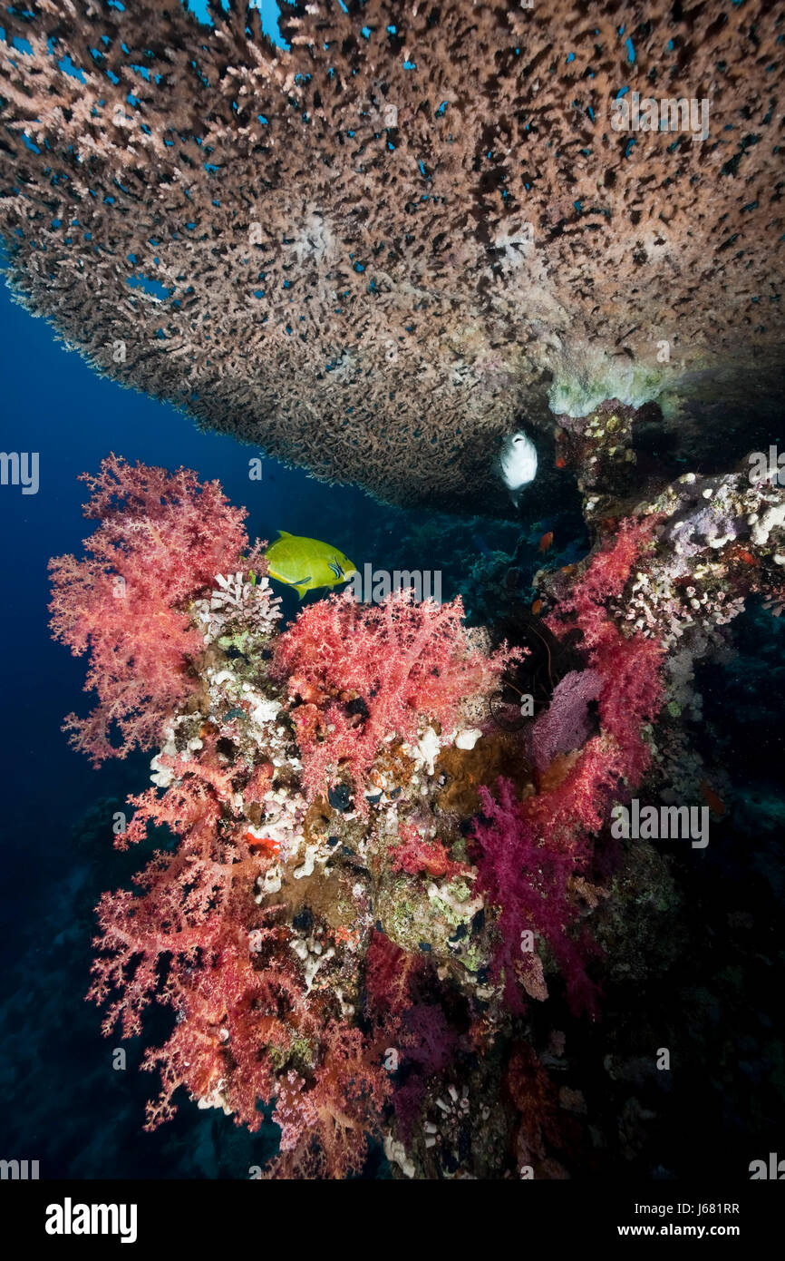 blue animal fish underwater exotic wet tropical navy marine ripple ...