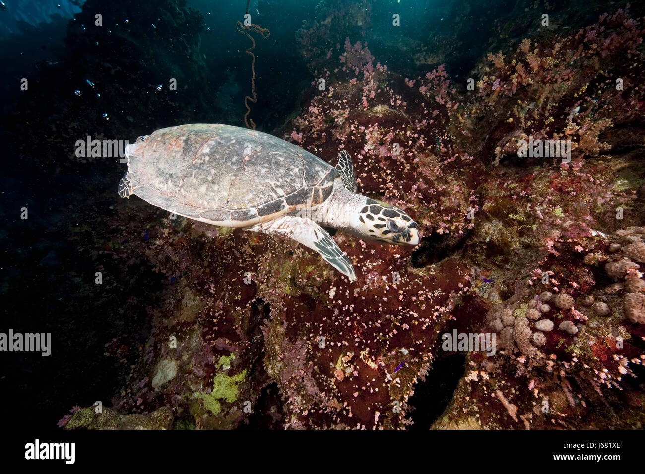 blue animal fish underwater exotic wet tropical turtle navy marine ...