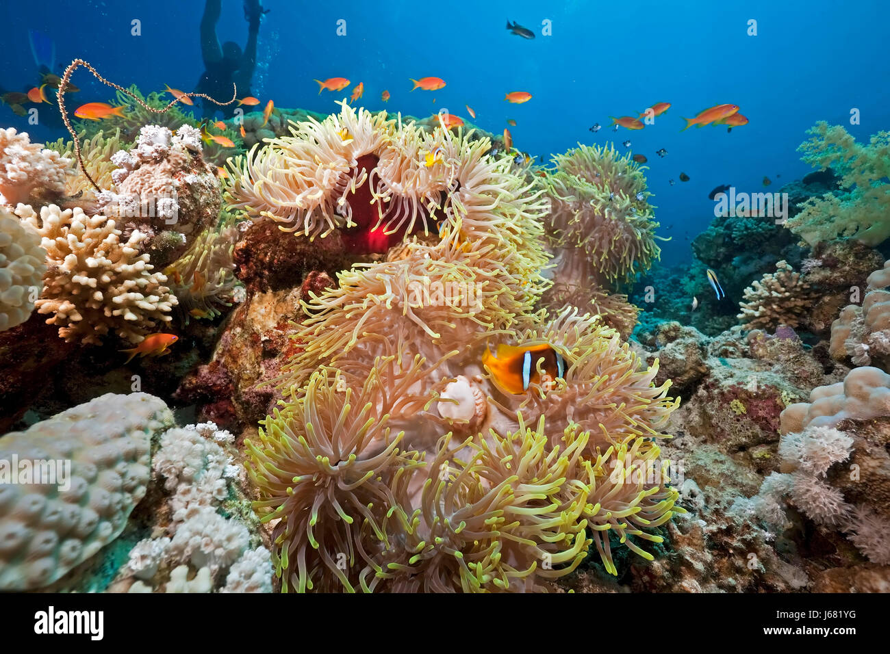 blue underwater exotic wet tropical anemone navy marine diving aquatic ...