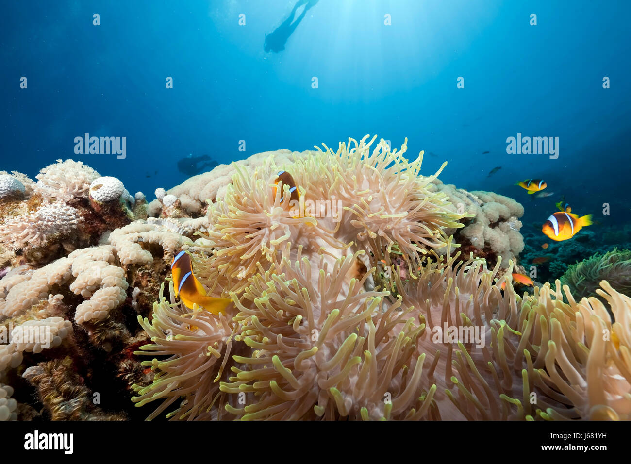 blue animal fish sunlight underwater ray exotic wet sunbeam sunshine ...