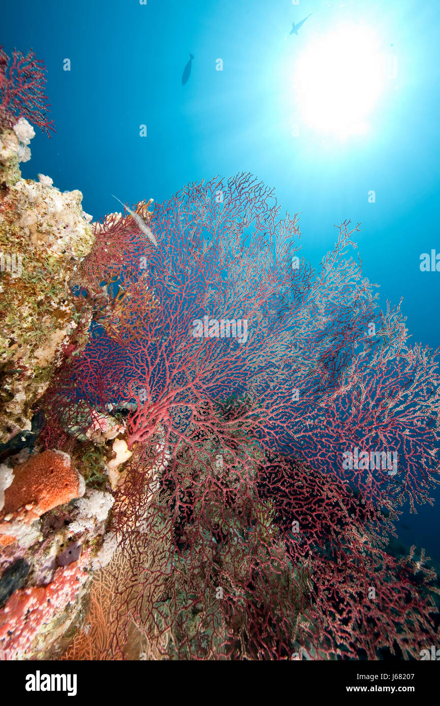 blue animal fish freshness underwater wet tropical navy marine ripple ...