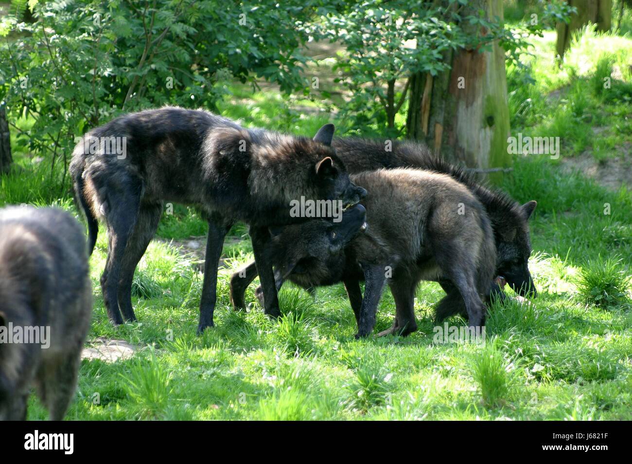 wolves fighting over food Stock Photo - Alamy