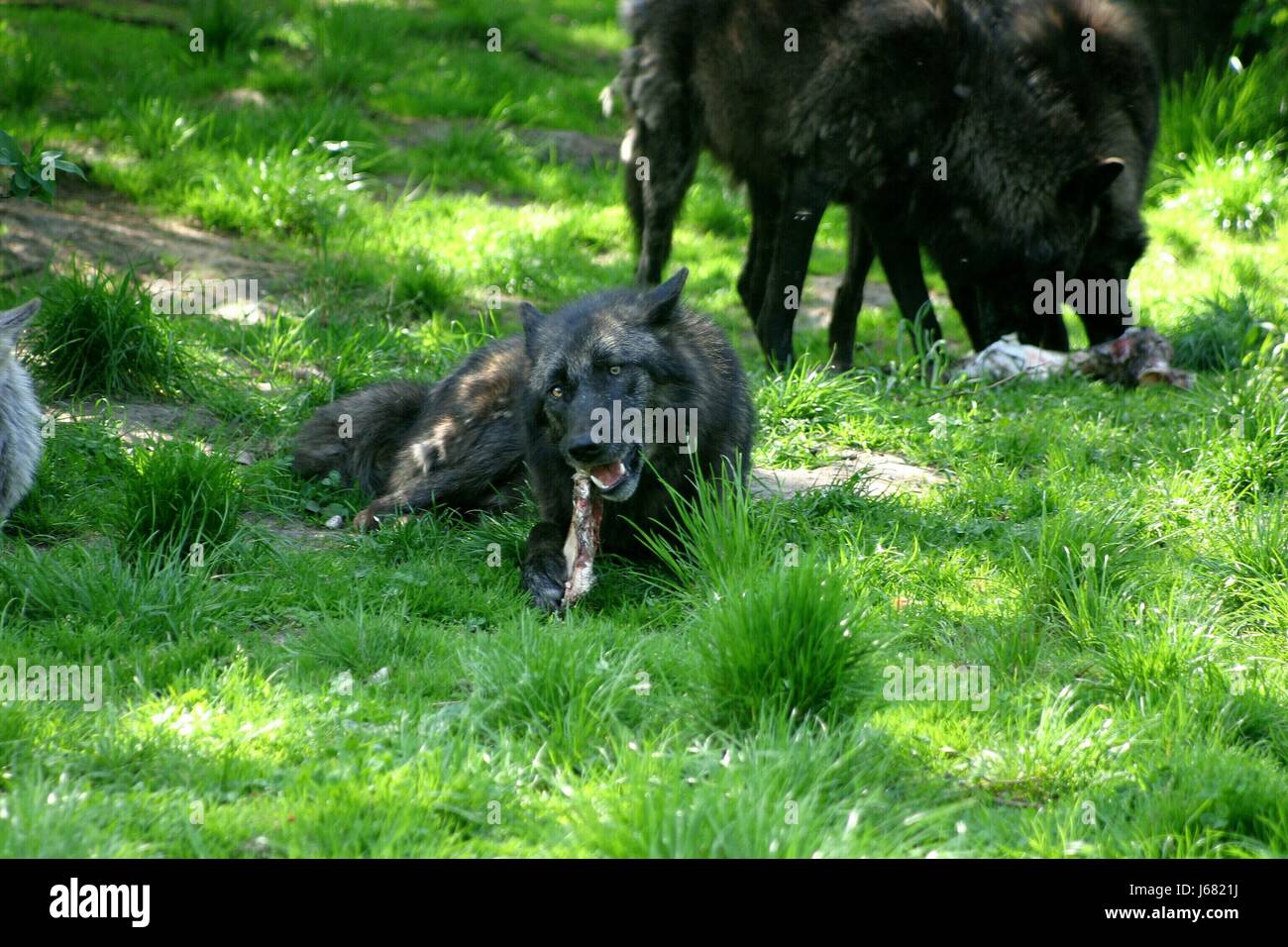 wolf during feeding Stock Photo - Alamy