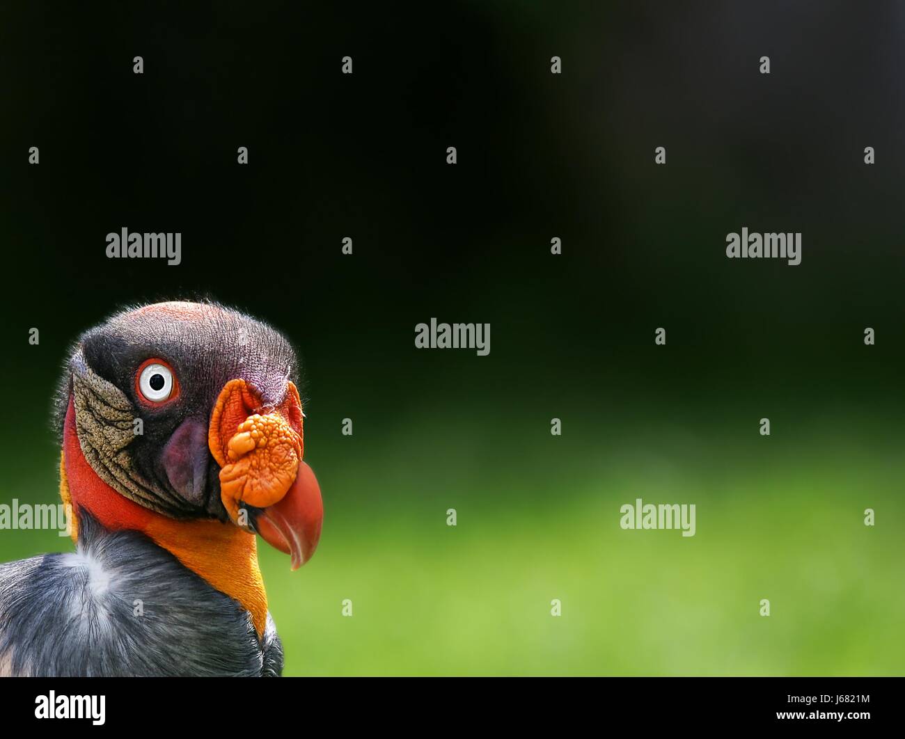 king vulture,i am colorful-na and Stock Photo - Alamy